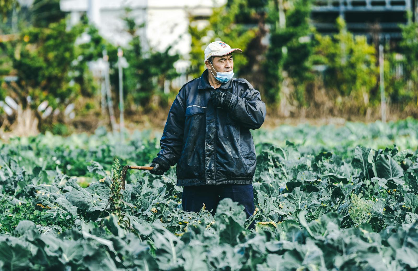 Kale Man Photos, Download The BEST Free Kale Man Stock Photos & HD Images