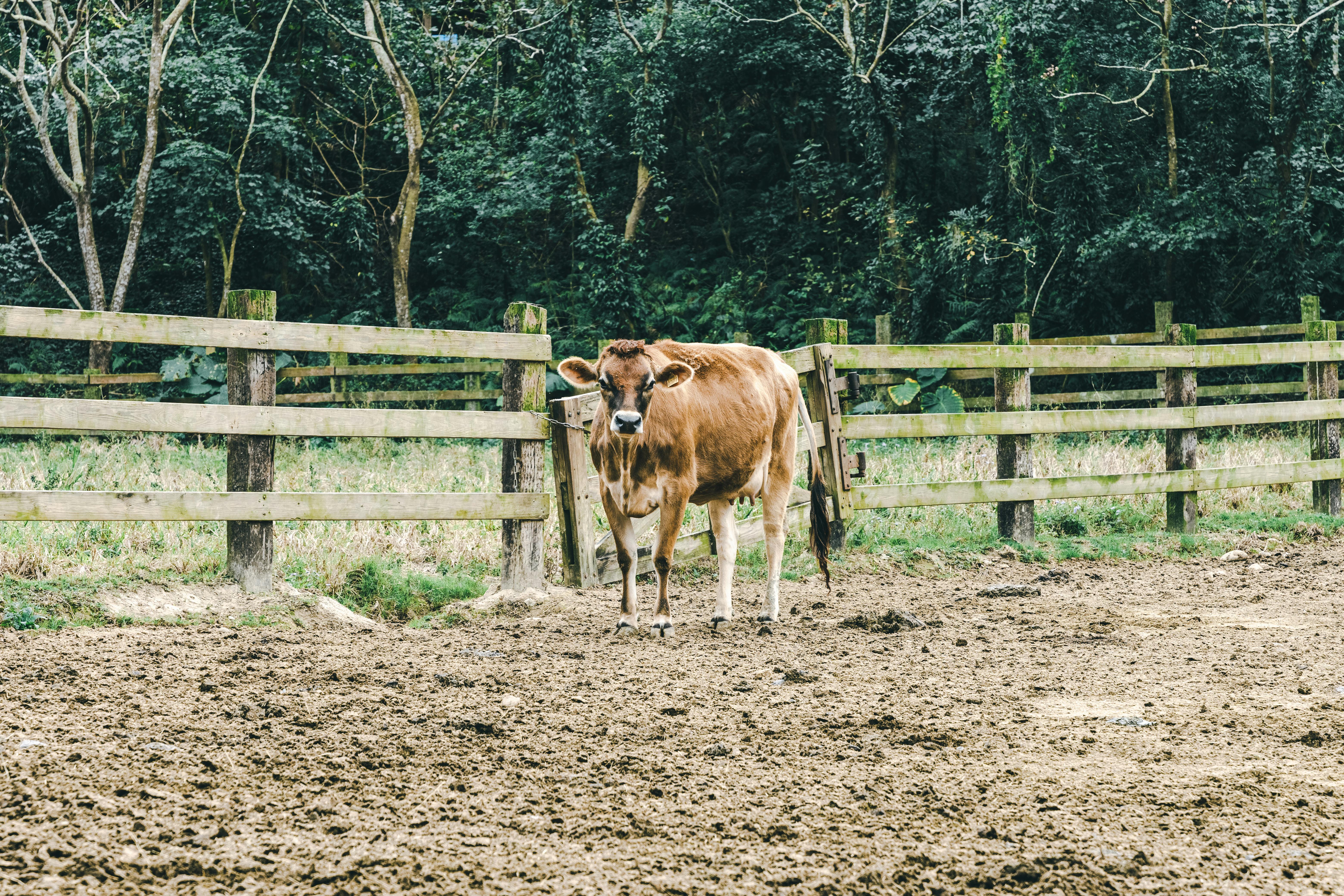 Foto de stock gratuita sobre agrario, agrícola, agricultura, al aire ...