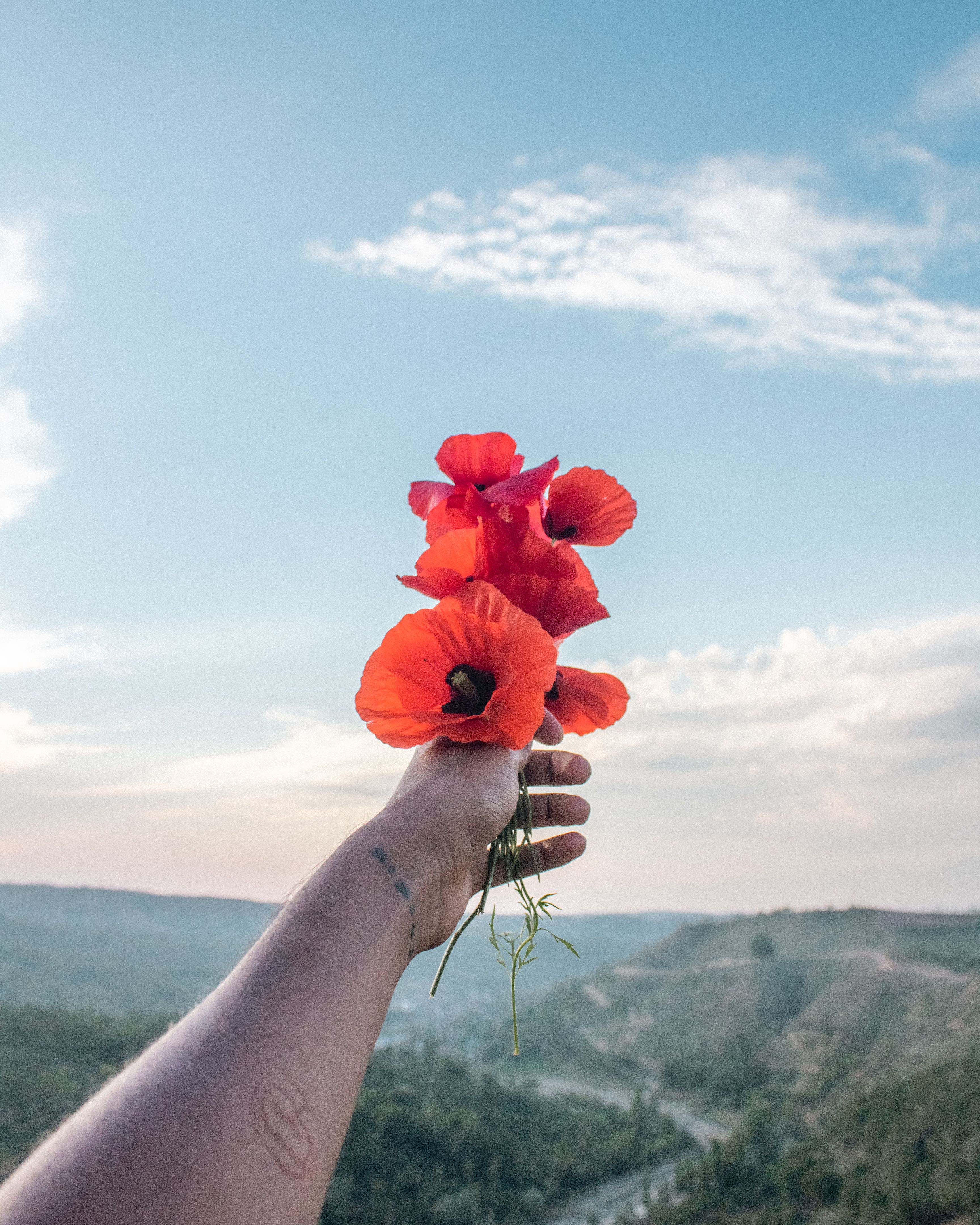 Red Flowers in Hand Against Landscape · Free Stock Photo