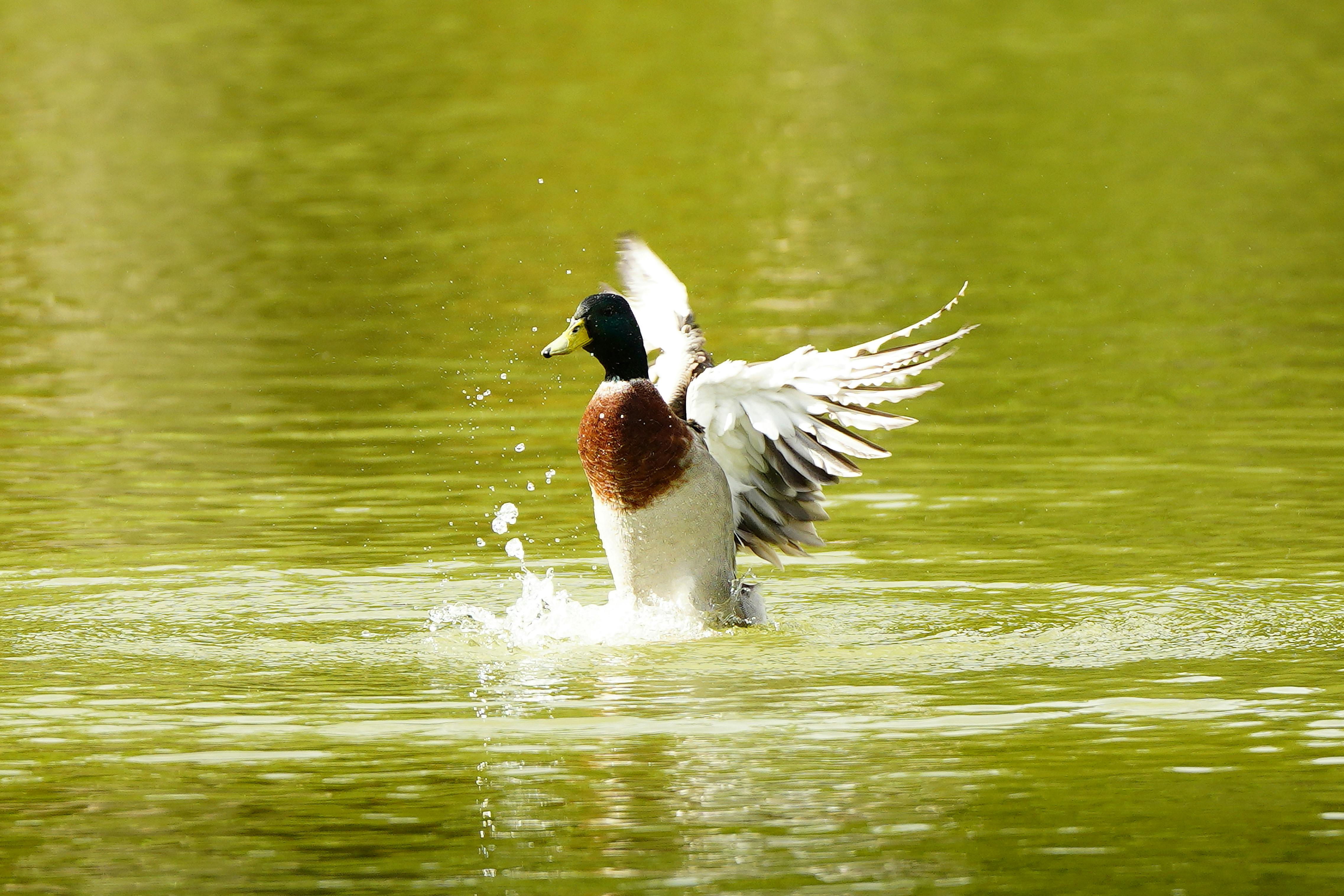 Duck Splashing Water in Lake · Free Stock Photo