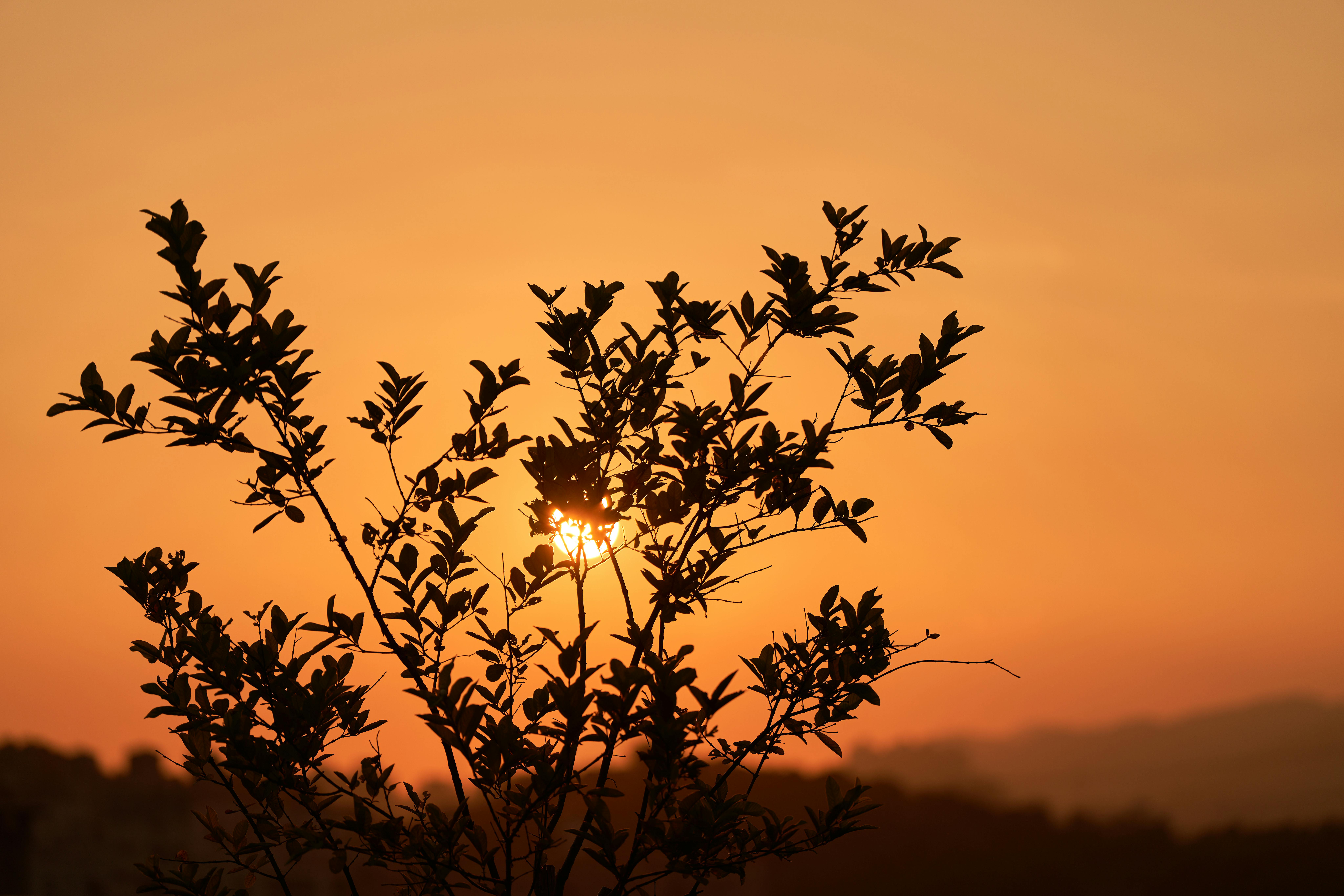 Silhouette Photo of Tree · Free Stock Photo