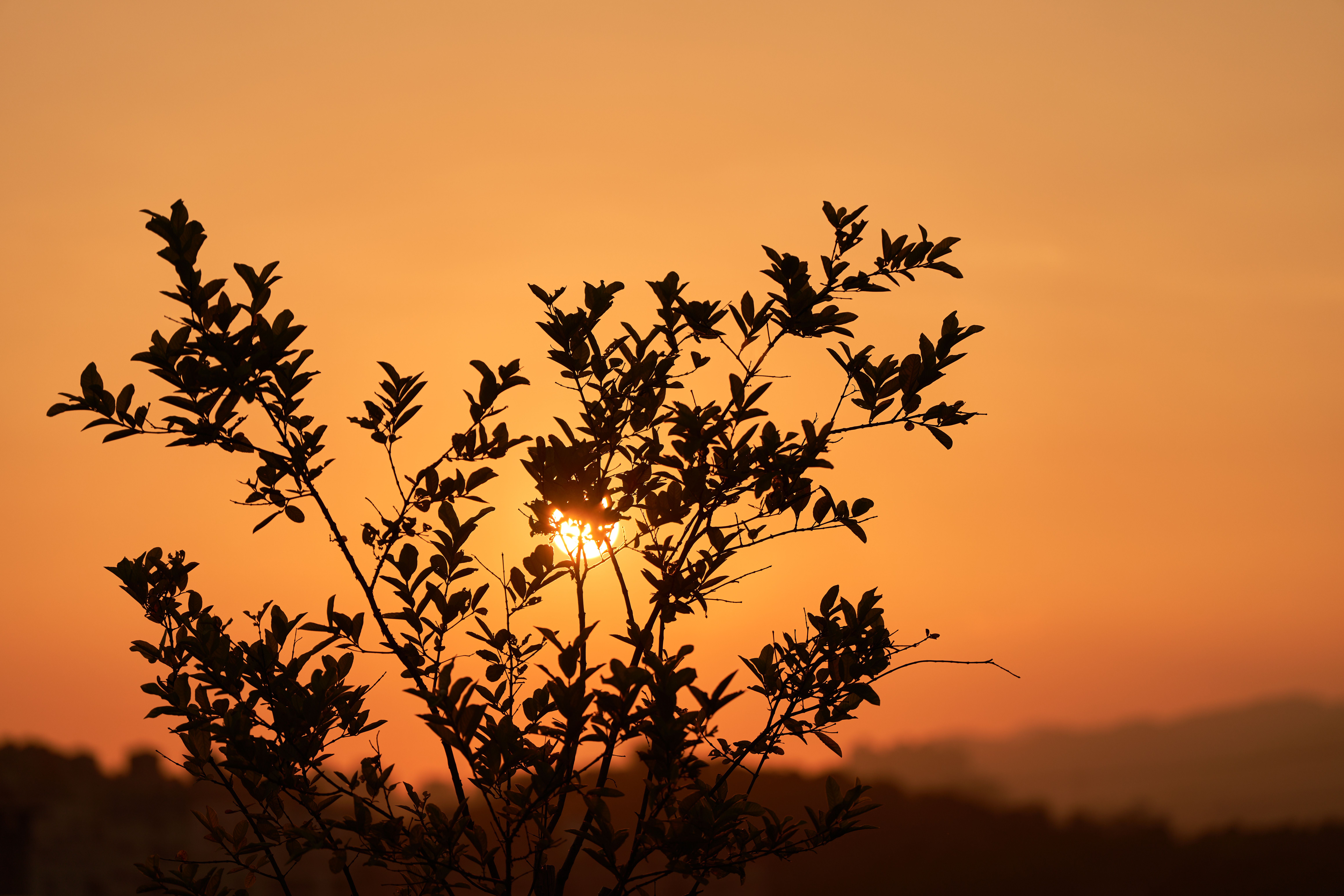 Kostenloses Foto zum Thema: abend, abendhimmel, äste, baum, baum ...