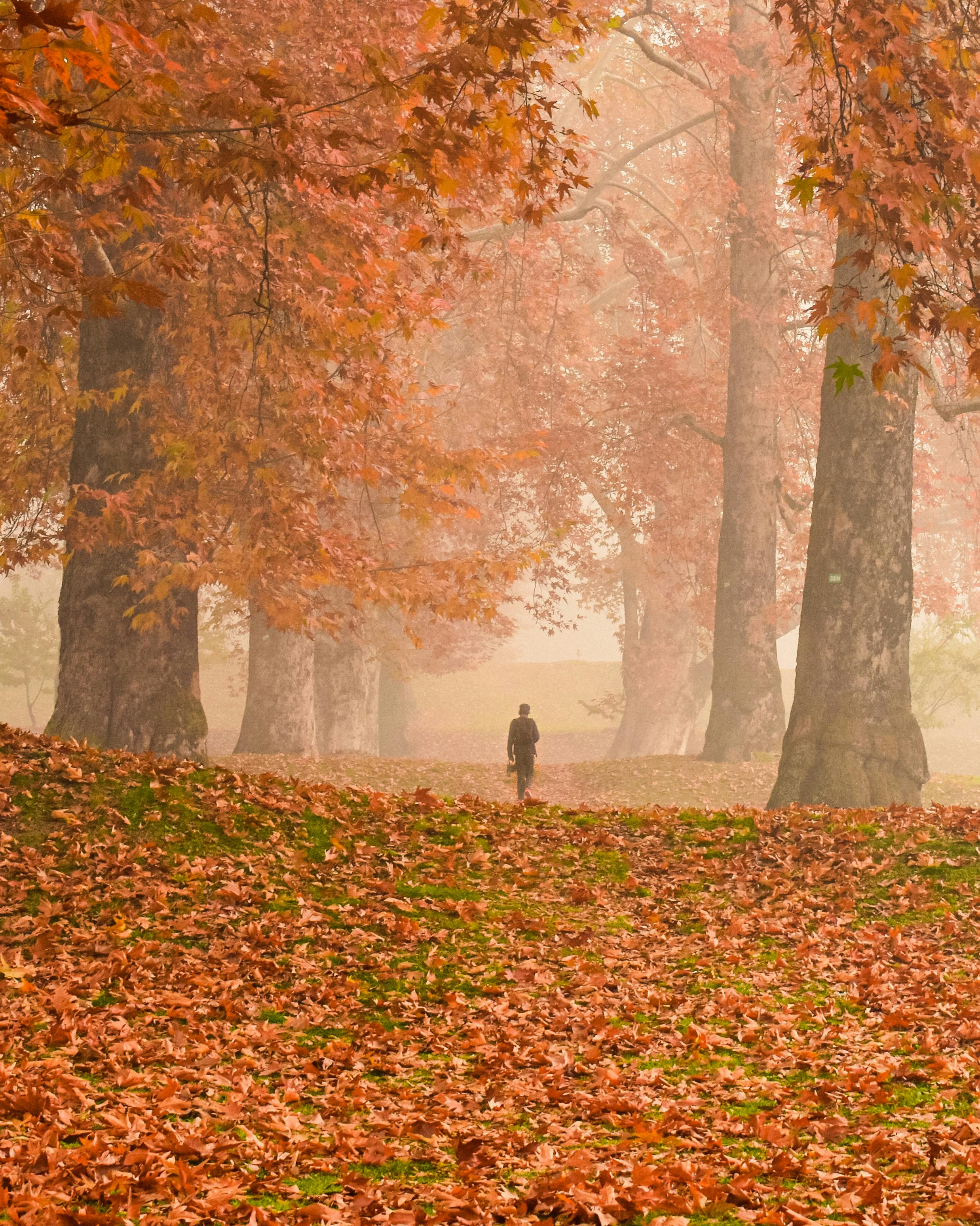 Person in Forest in Autumn · Free Stock Photo