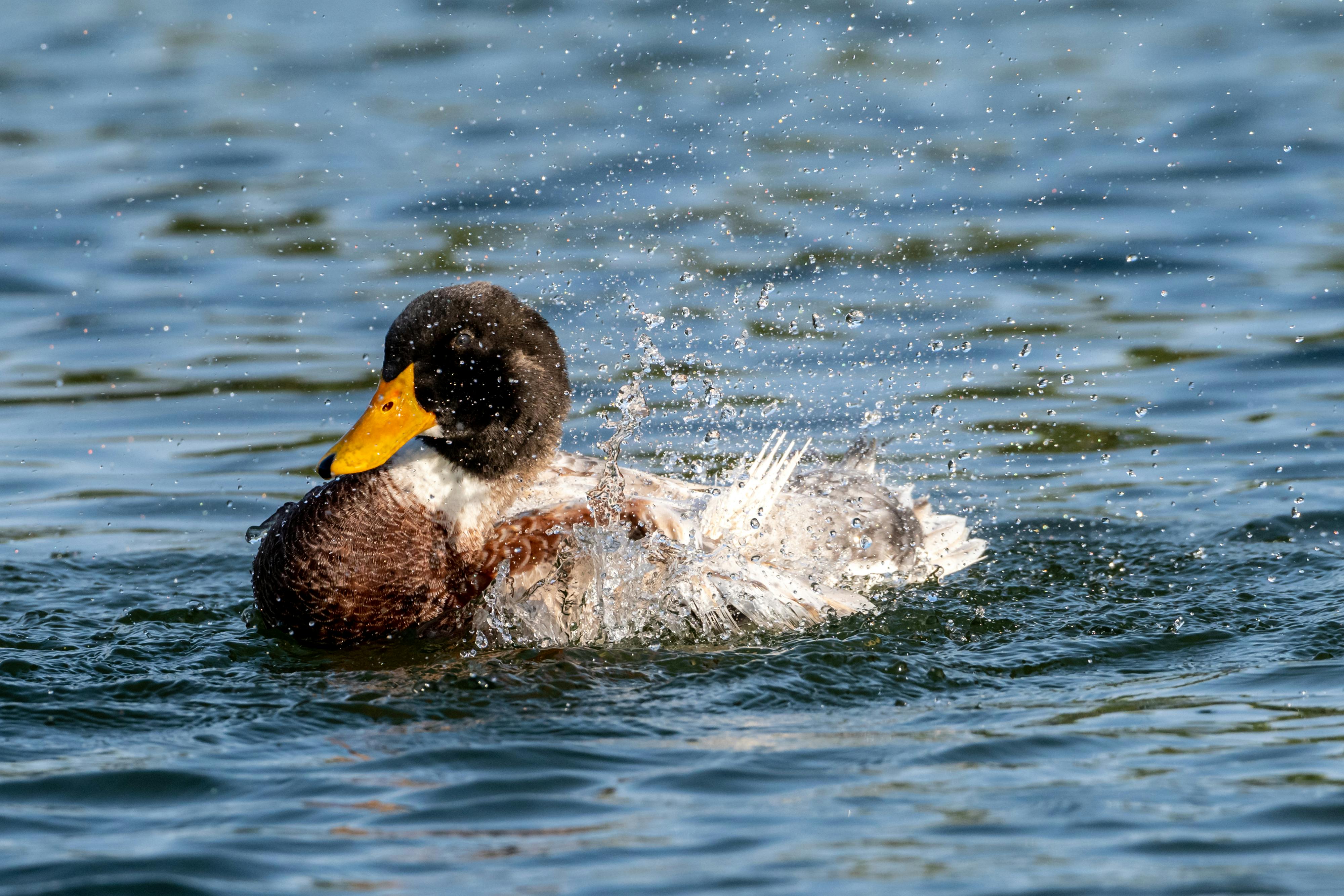 Duck Splashing Water · Free Stock Photo