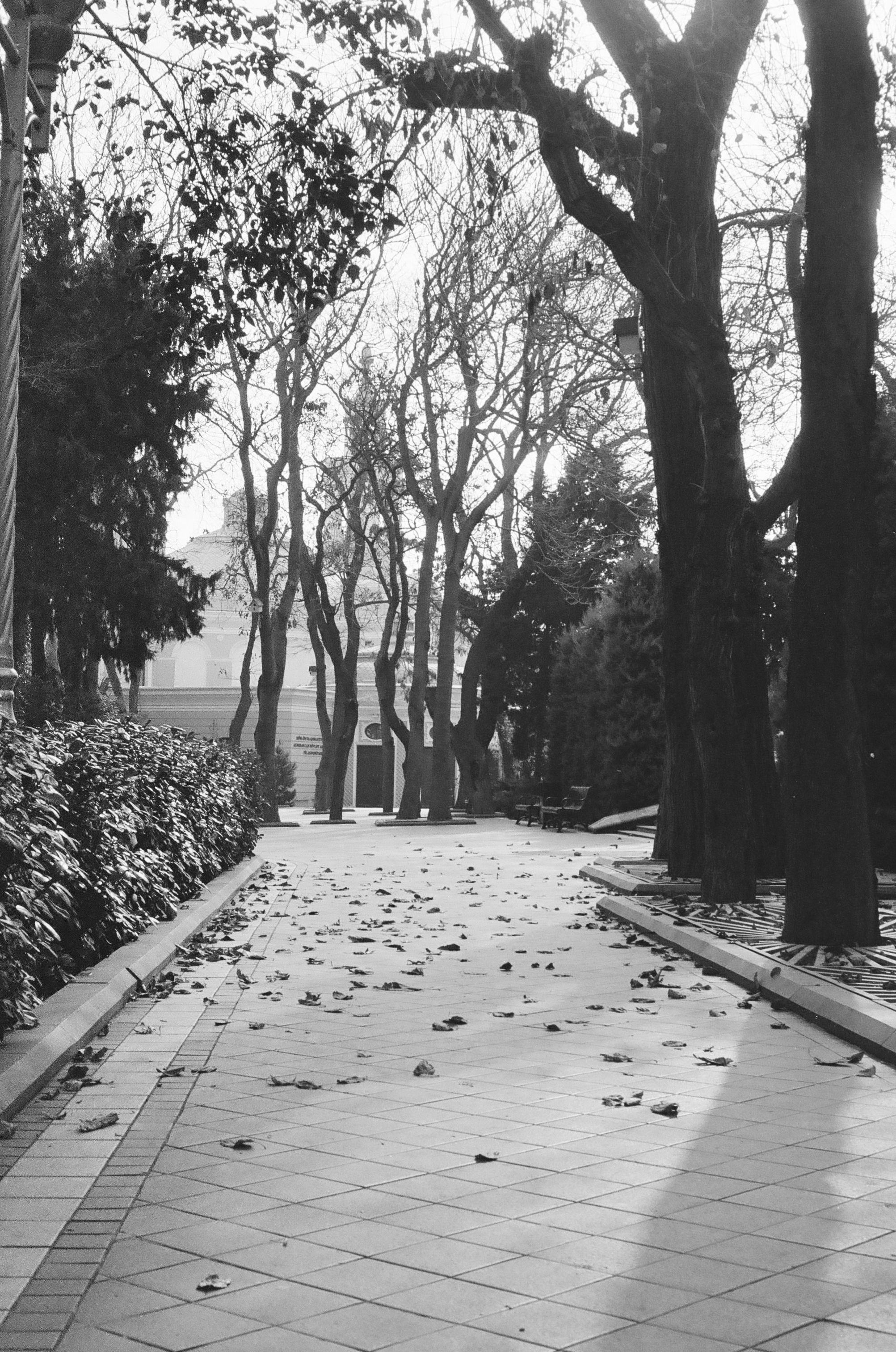 A black and white photo of a walkway with trees · Free Stock Photo