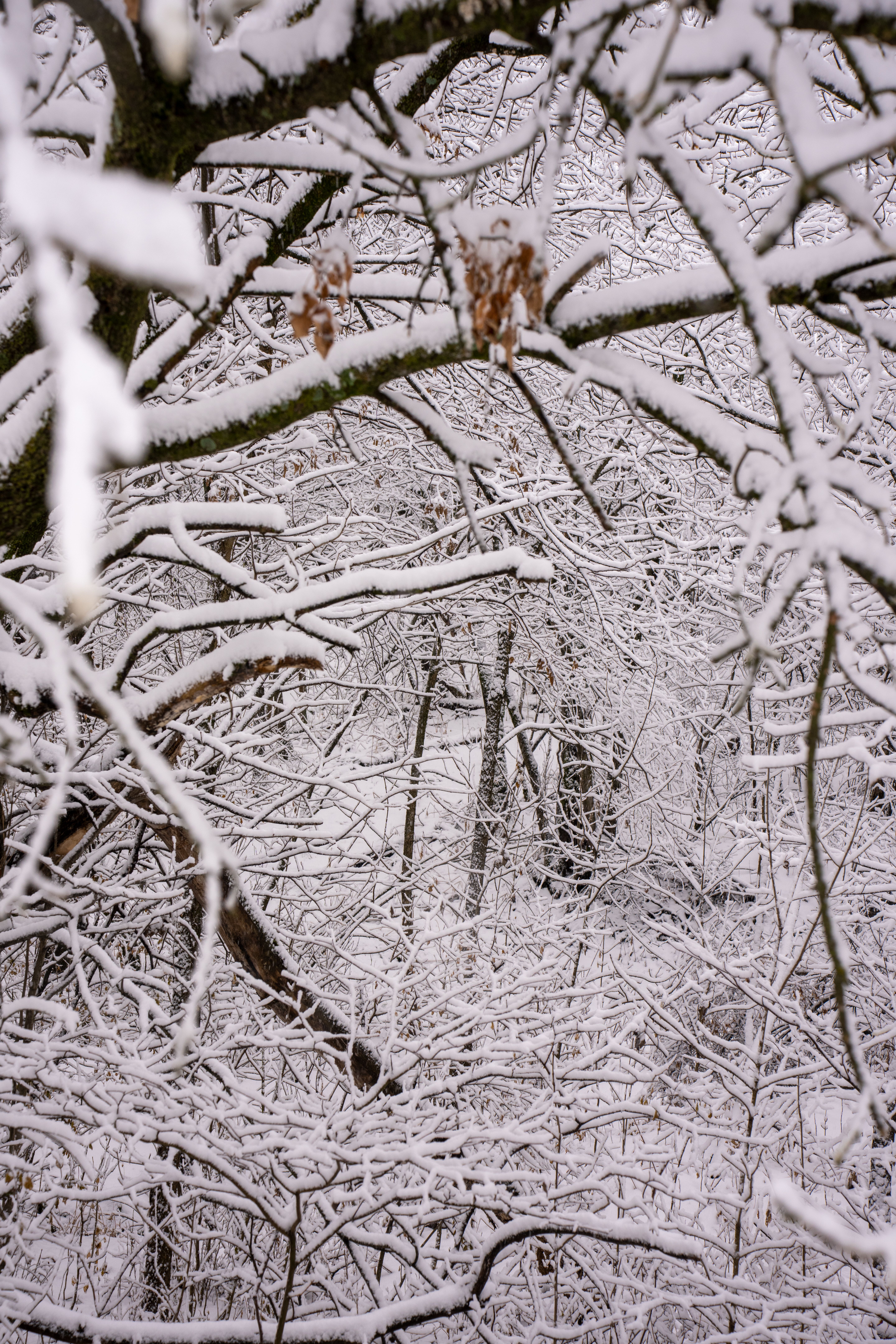 Photo of a Snowy Winter Forest · Free Stock Photo