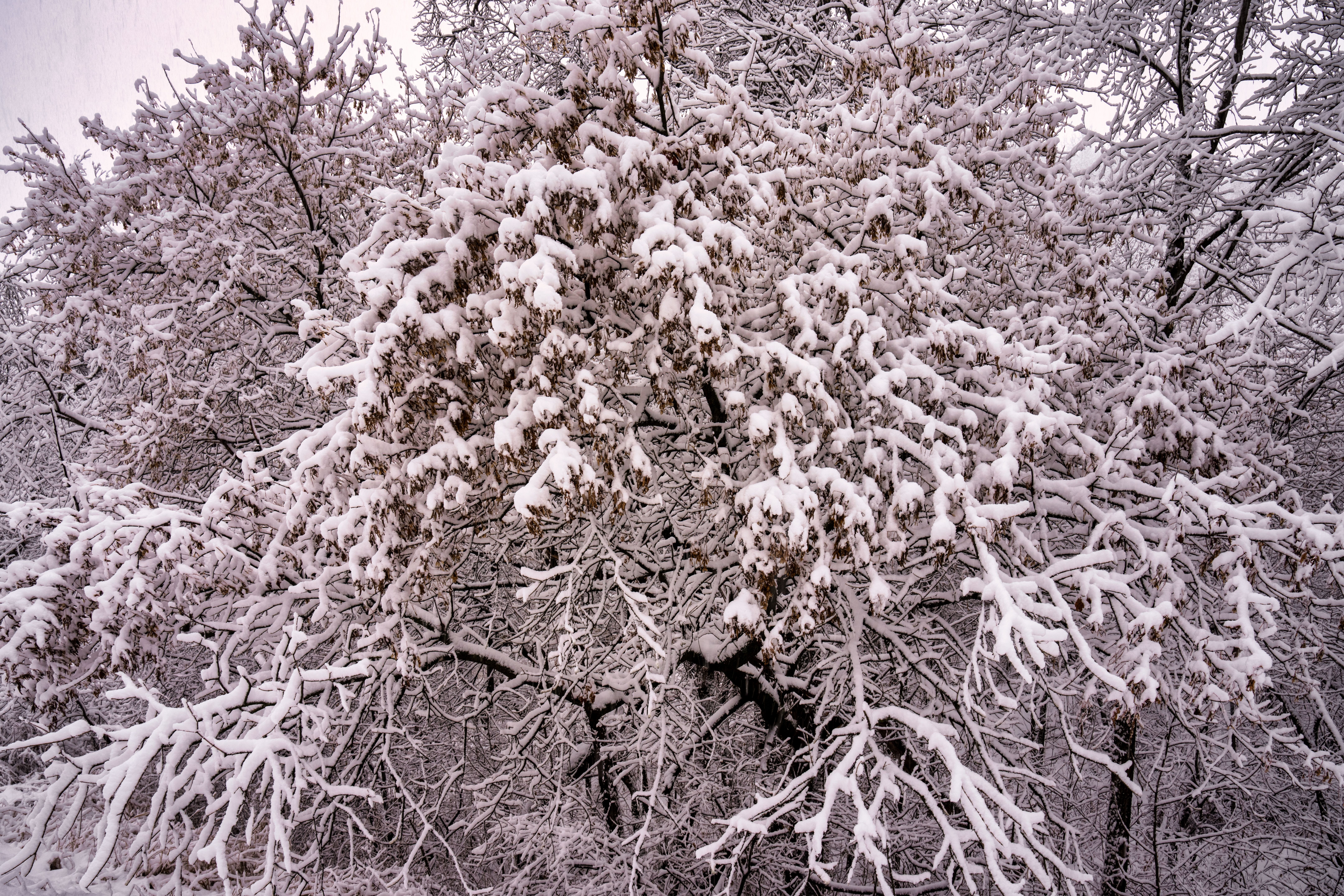 Photo of Snowy Branches in the Forest · Free Stock Photo