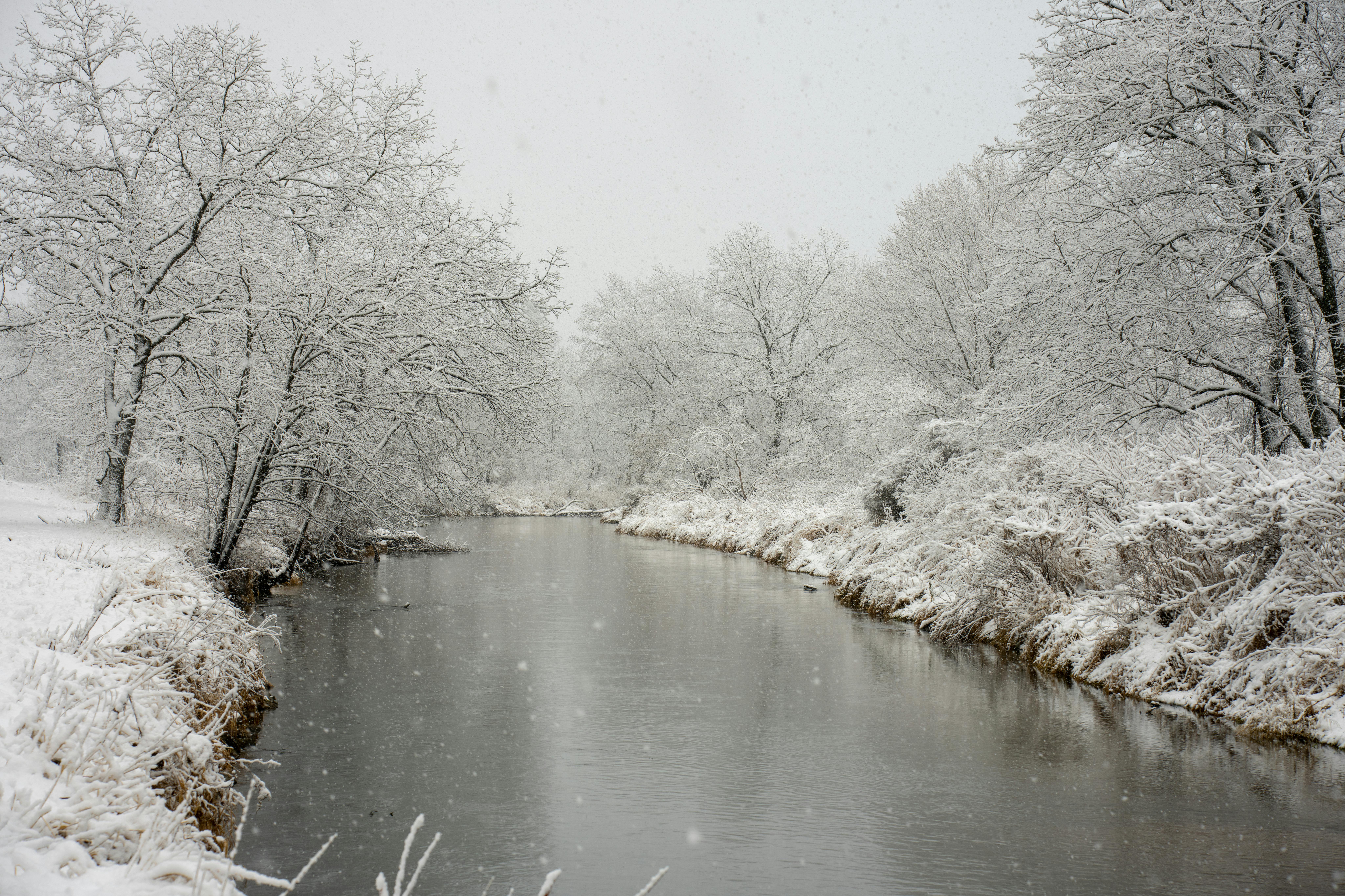 Winter Landscape with a River and Snowy Trees · Free Stock Photo