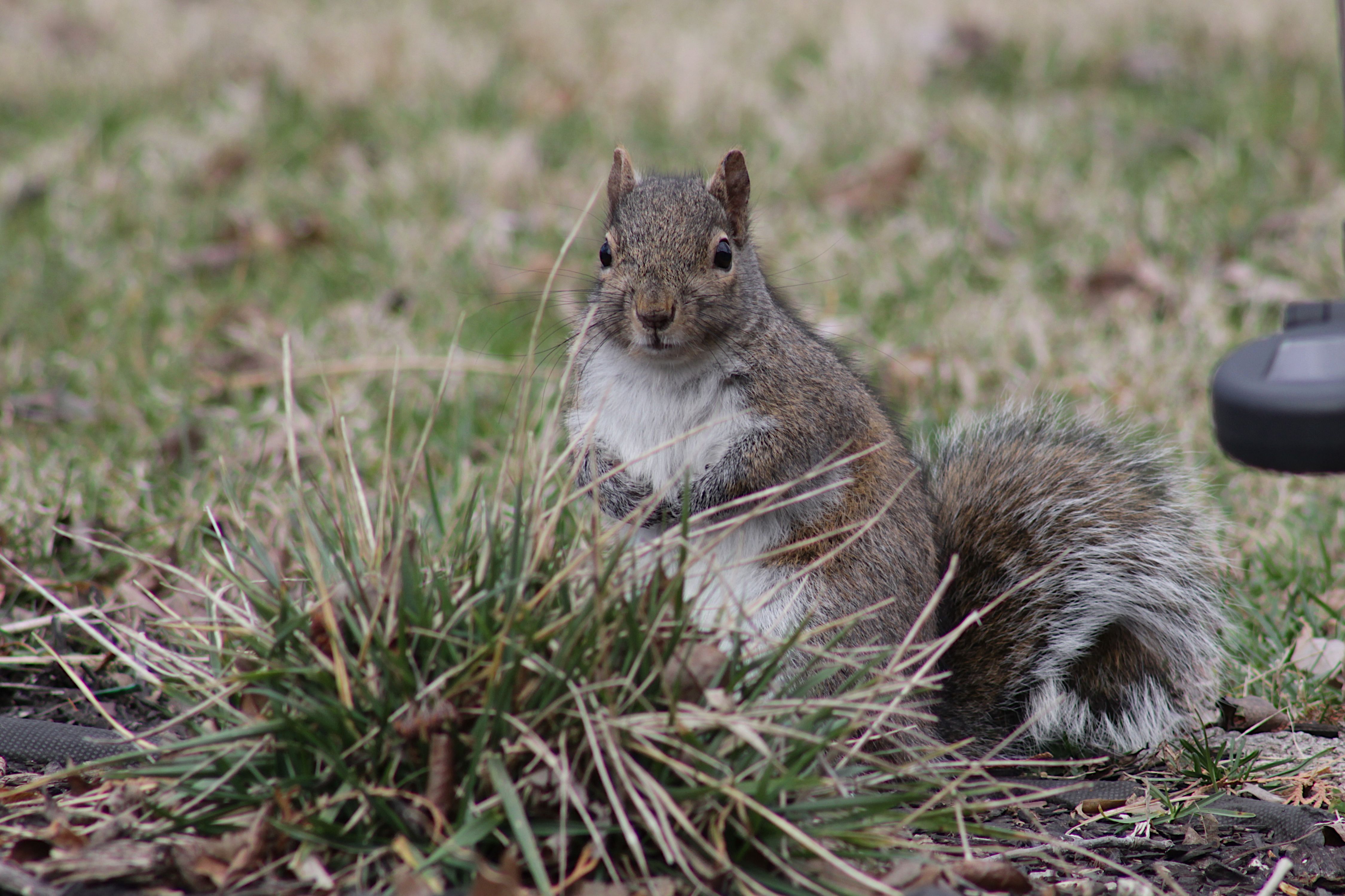 Brown Squirel Standing · Free Stock Photo