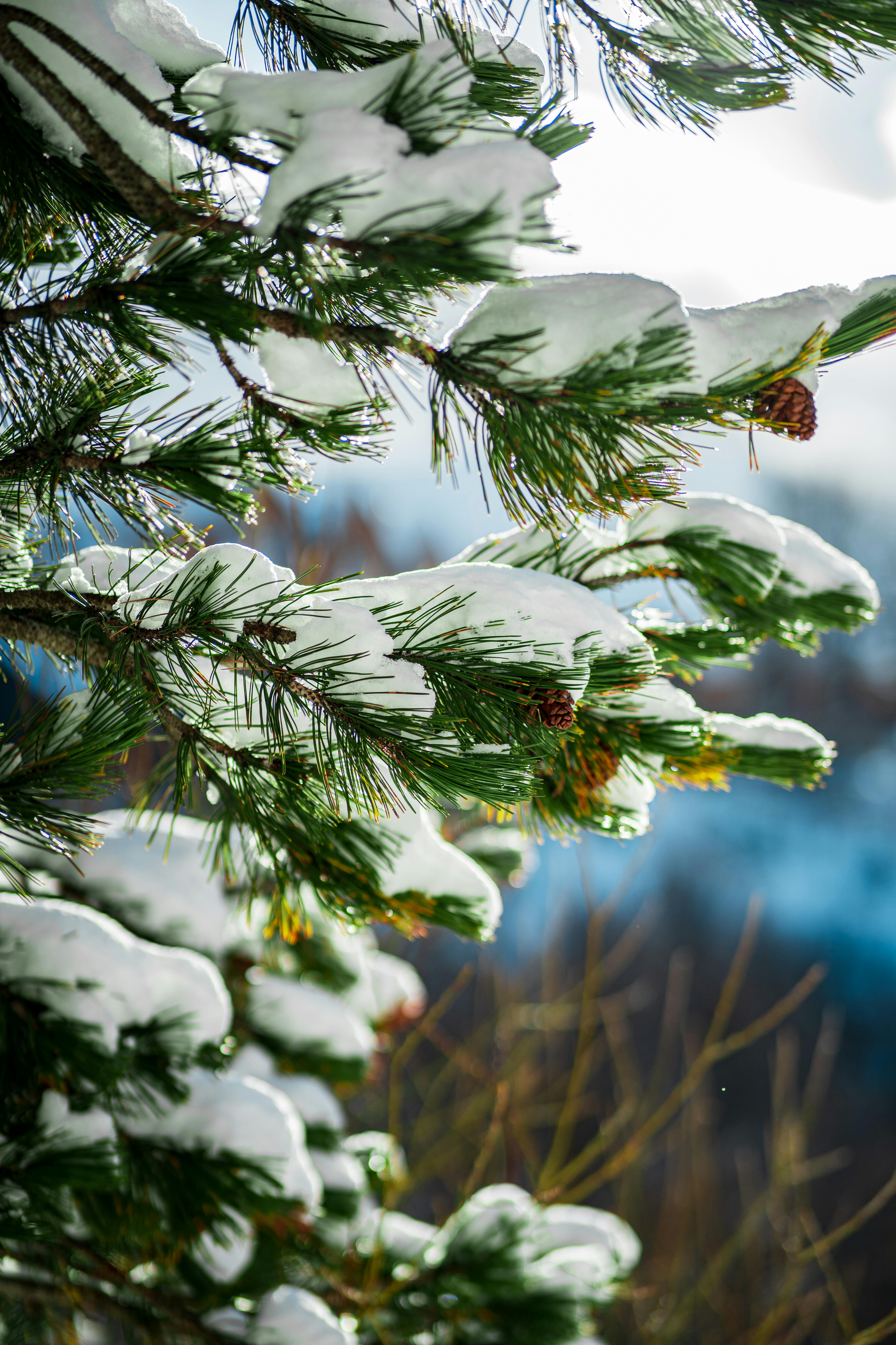 Evergreen Branches in Snow · Free Stock Photo