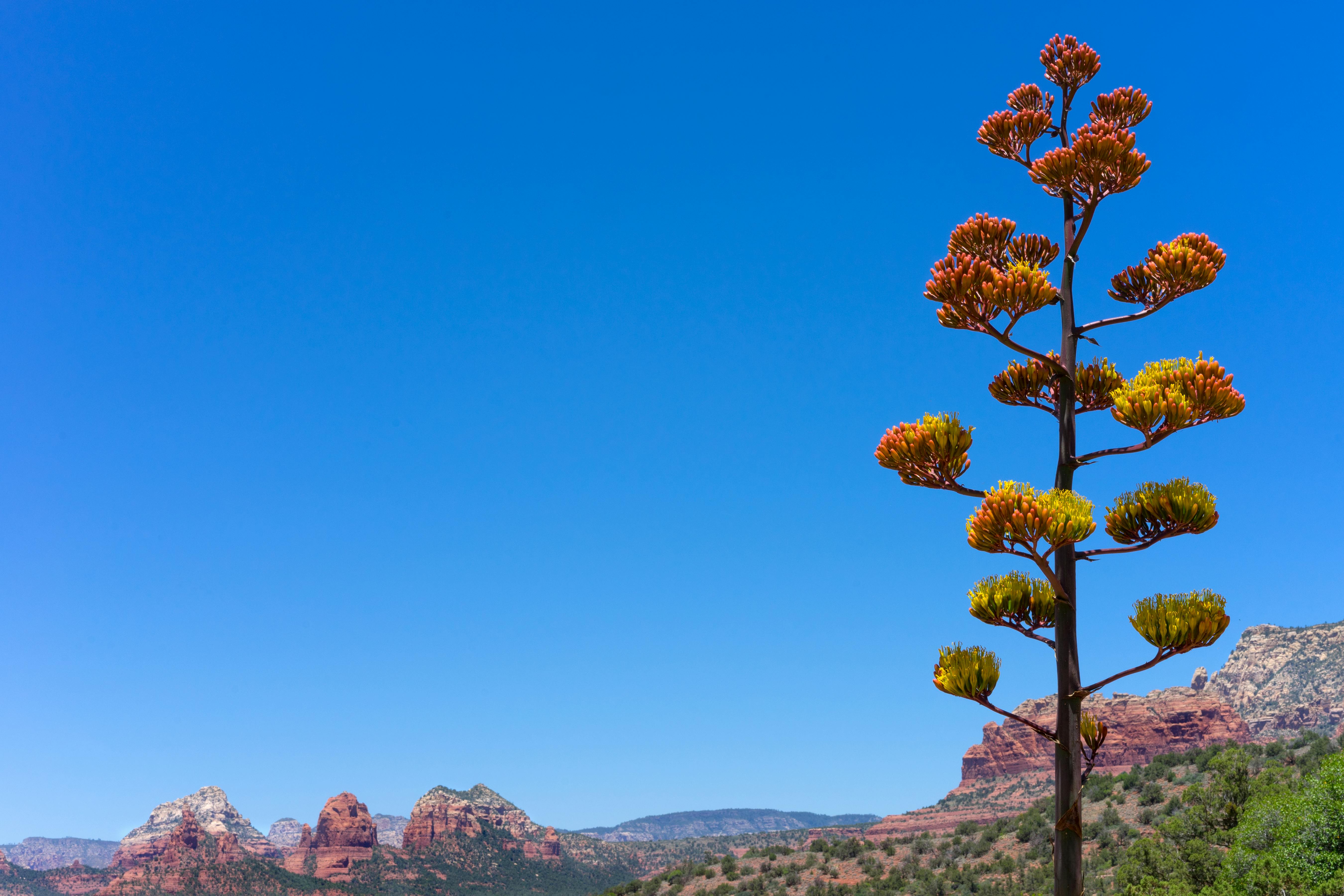 An Agave Tree and Red Rock Formations in the Background · Free Stock Photo