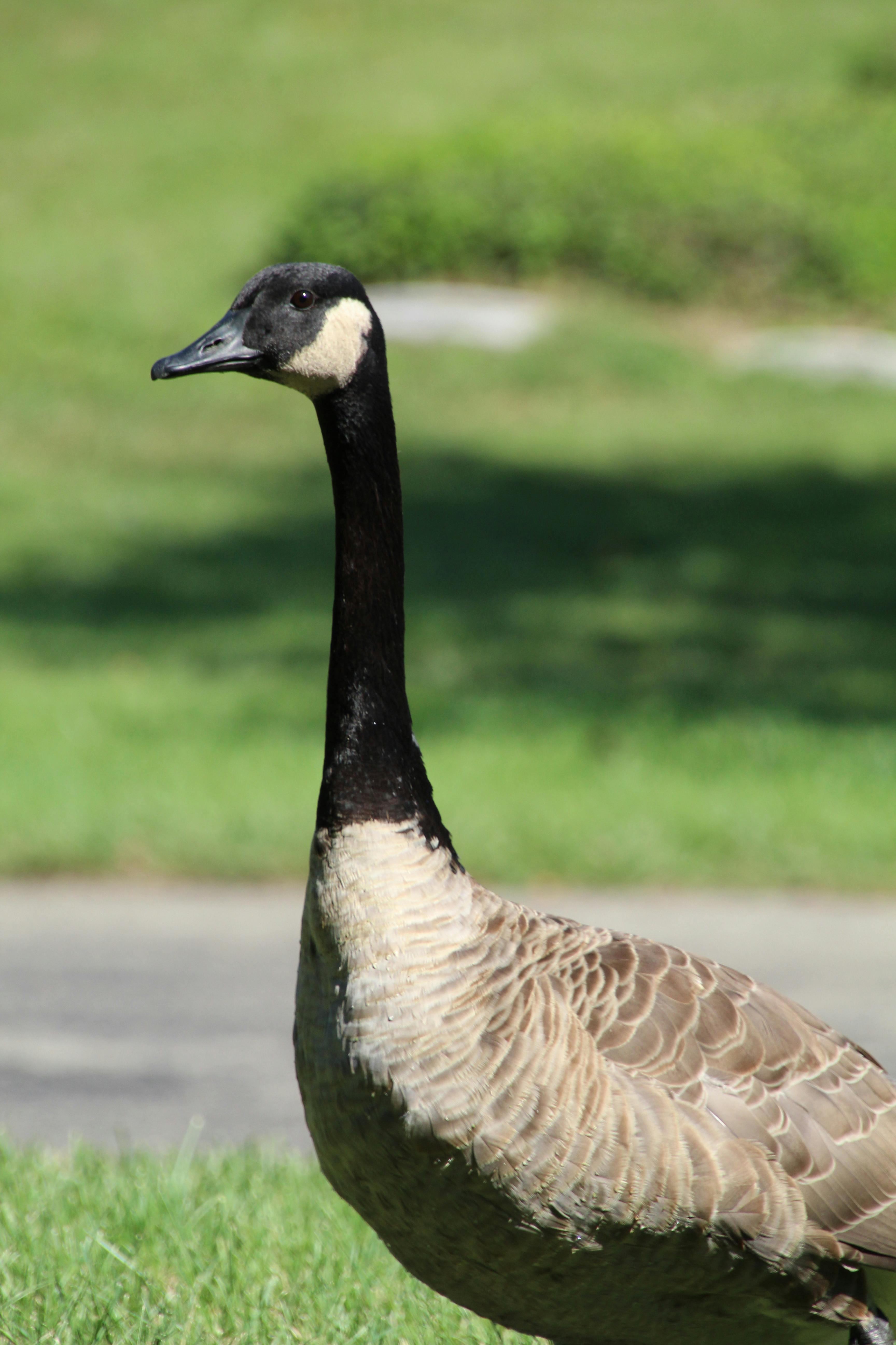 White Goose Standing Beside Concrete Bench Lot · Free Stock Photo