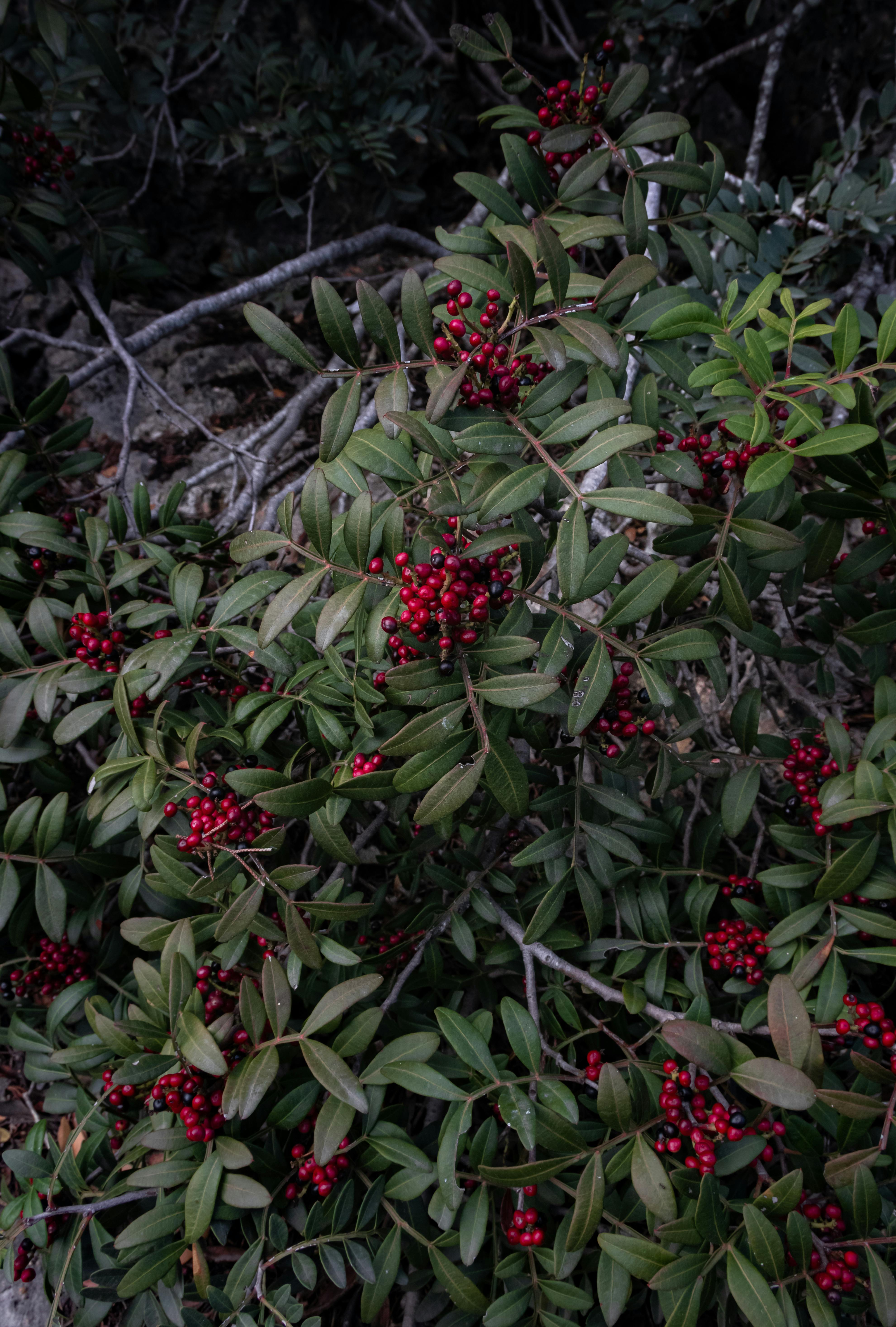 Shrub with Red Berries · Free Stock Photo