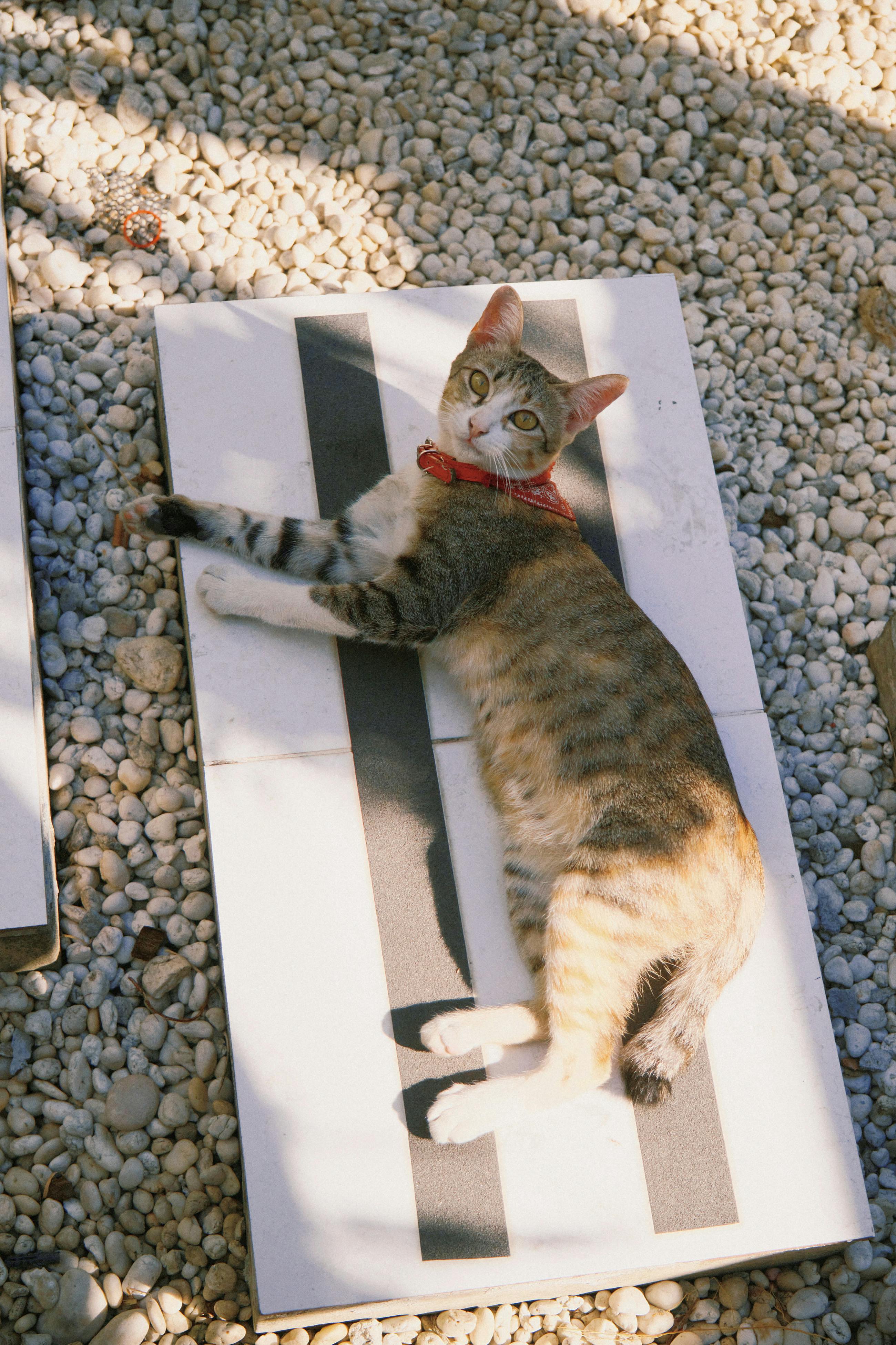 Cat Manners Photos, Download The BEST Free Cat Manners Stock Photos ...