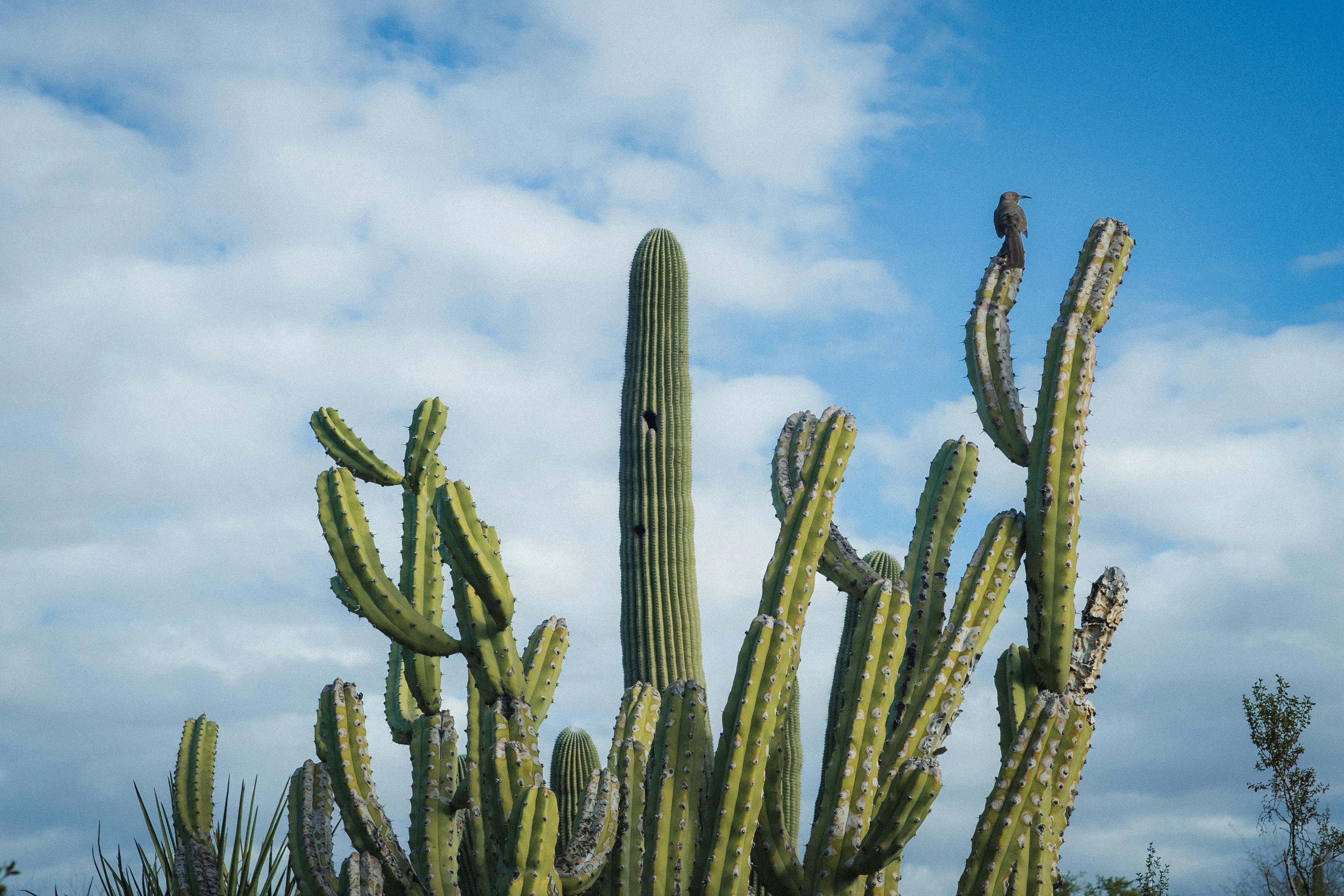 Cacti on a Dry Grass Field · Free Stock Photo