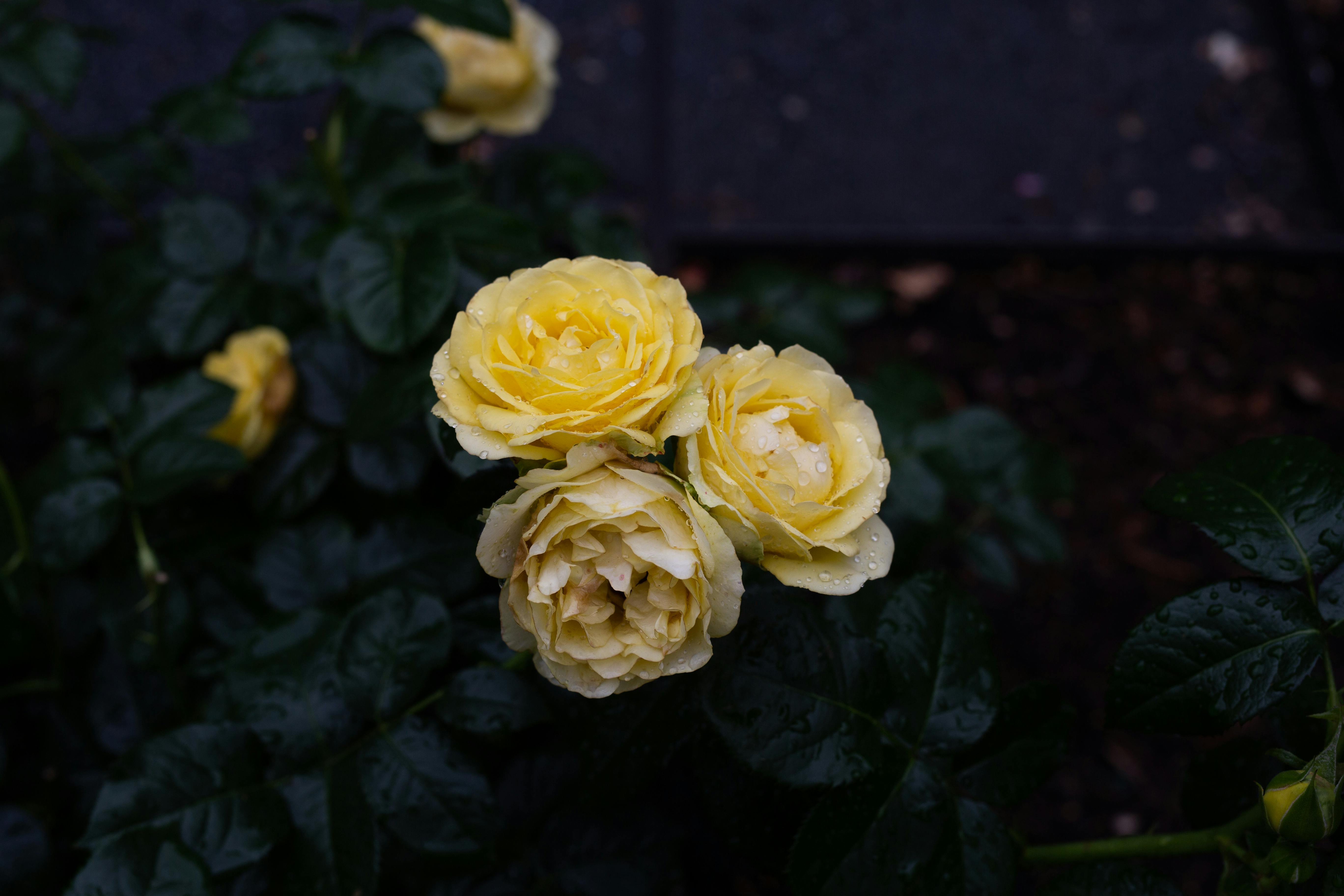 Yellow Roses Of Photos, Download The BEST Free Yellow Roses Of Stock ...