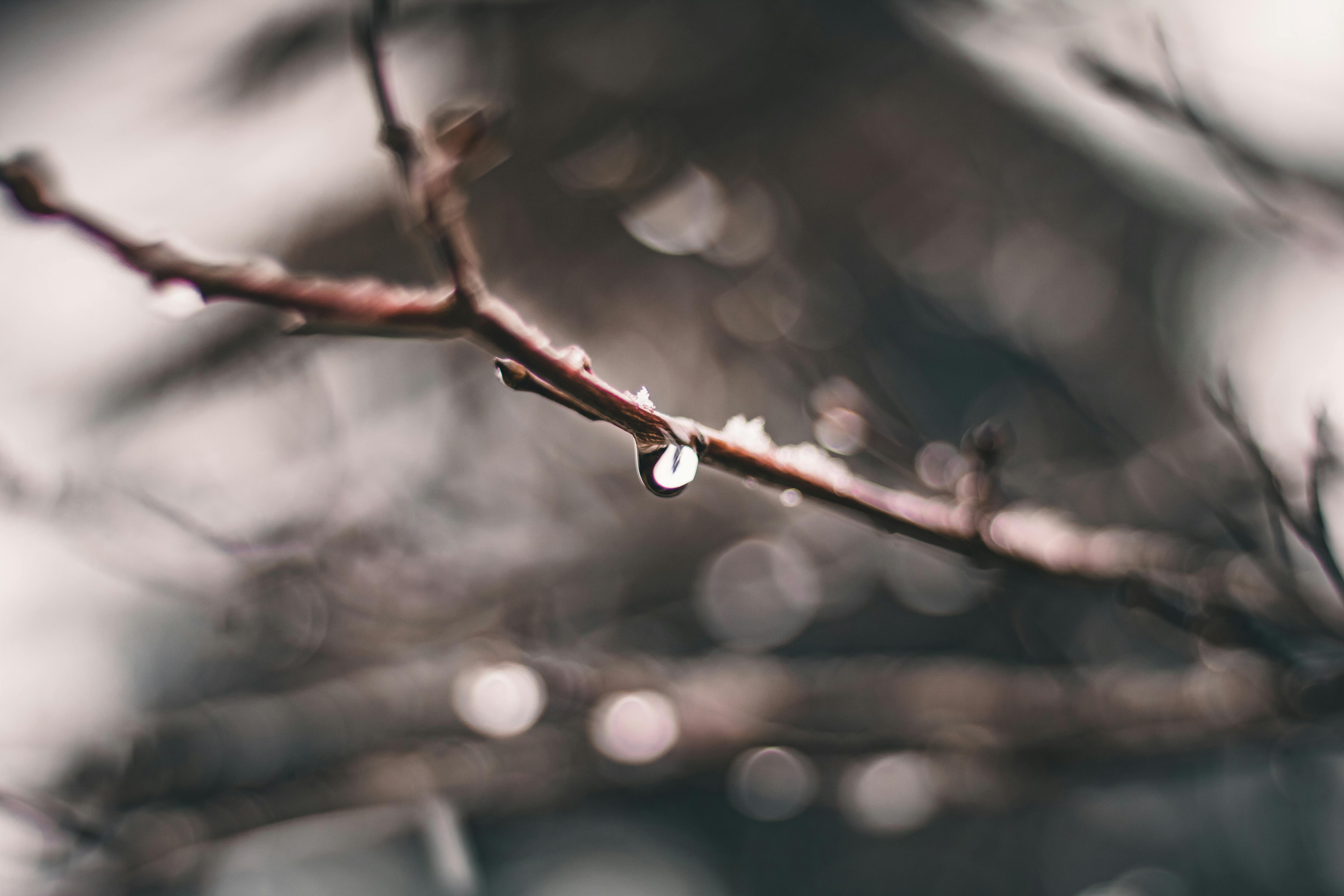 Close-up of a Water Drop on a Twig · Free Stock Photo