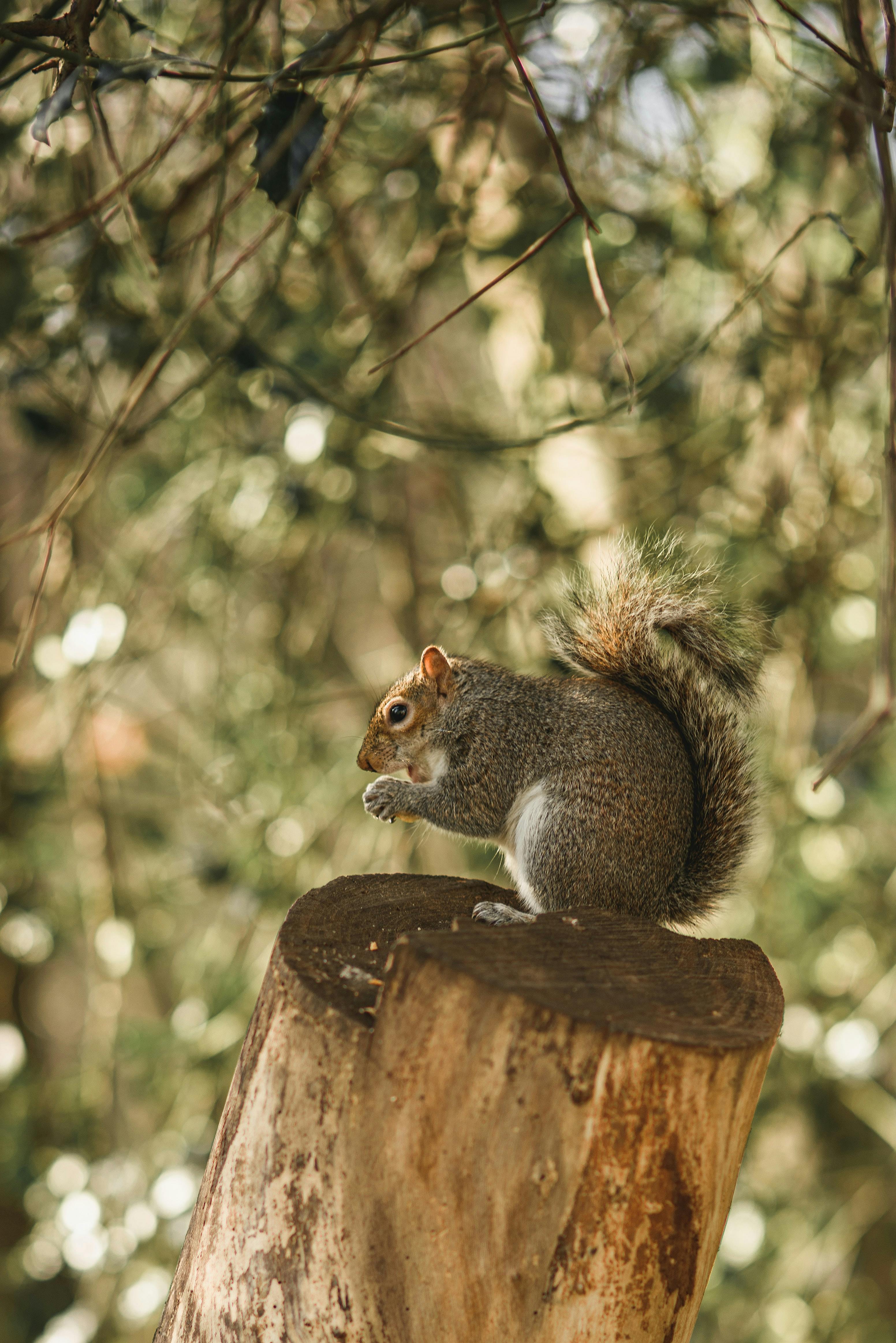 Squirrel on Tree Stump · Free Stock Photo
