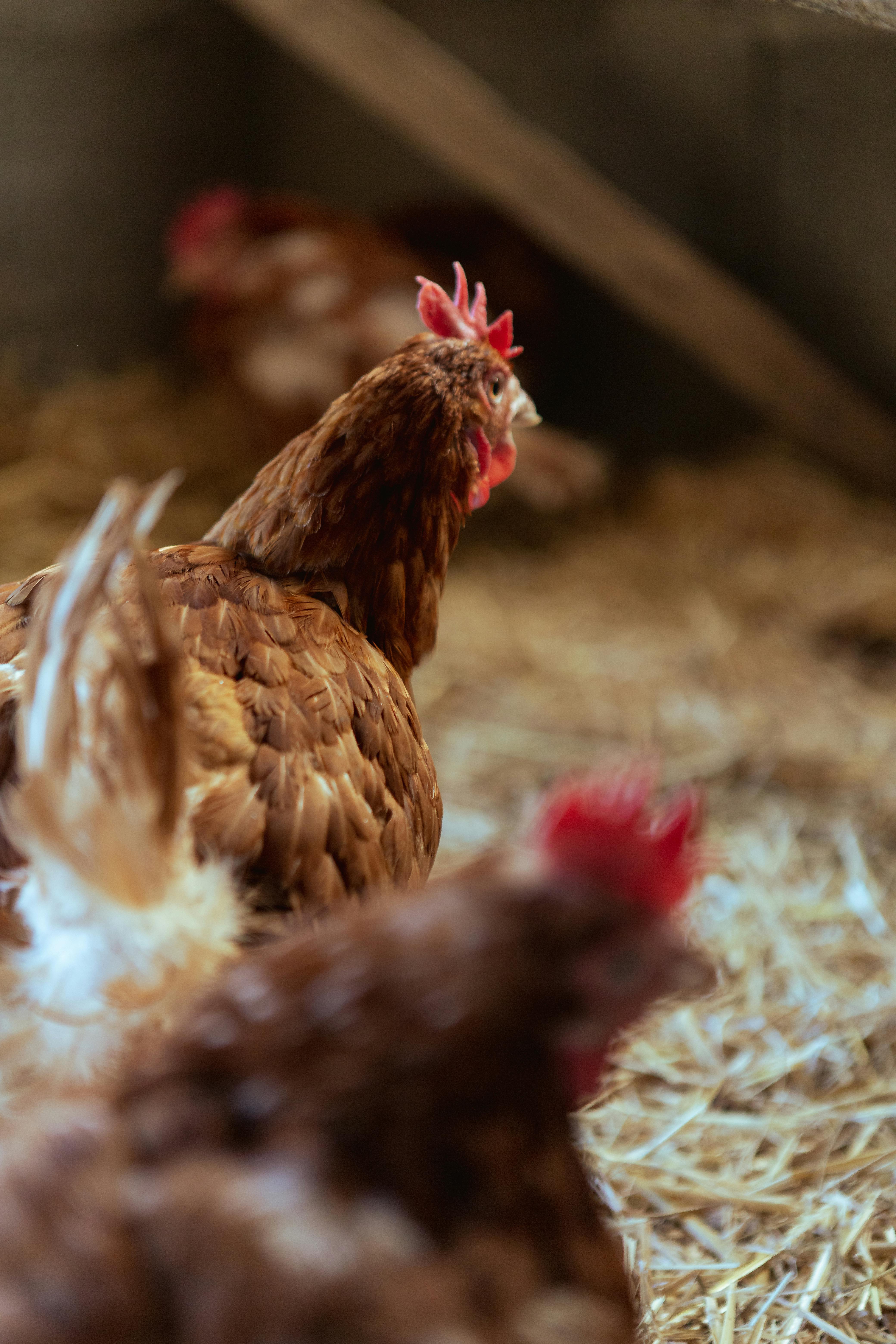 Close-up of Chickens in Barn · Free Stock Photo
