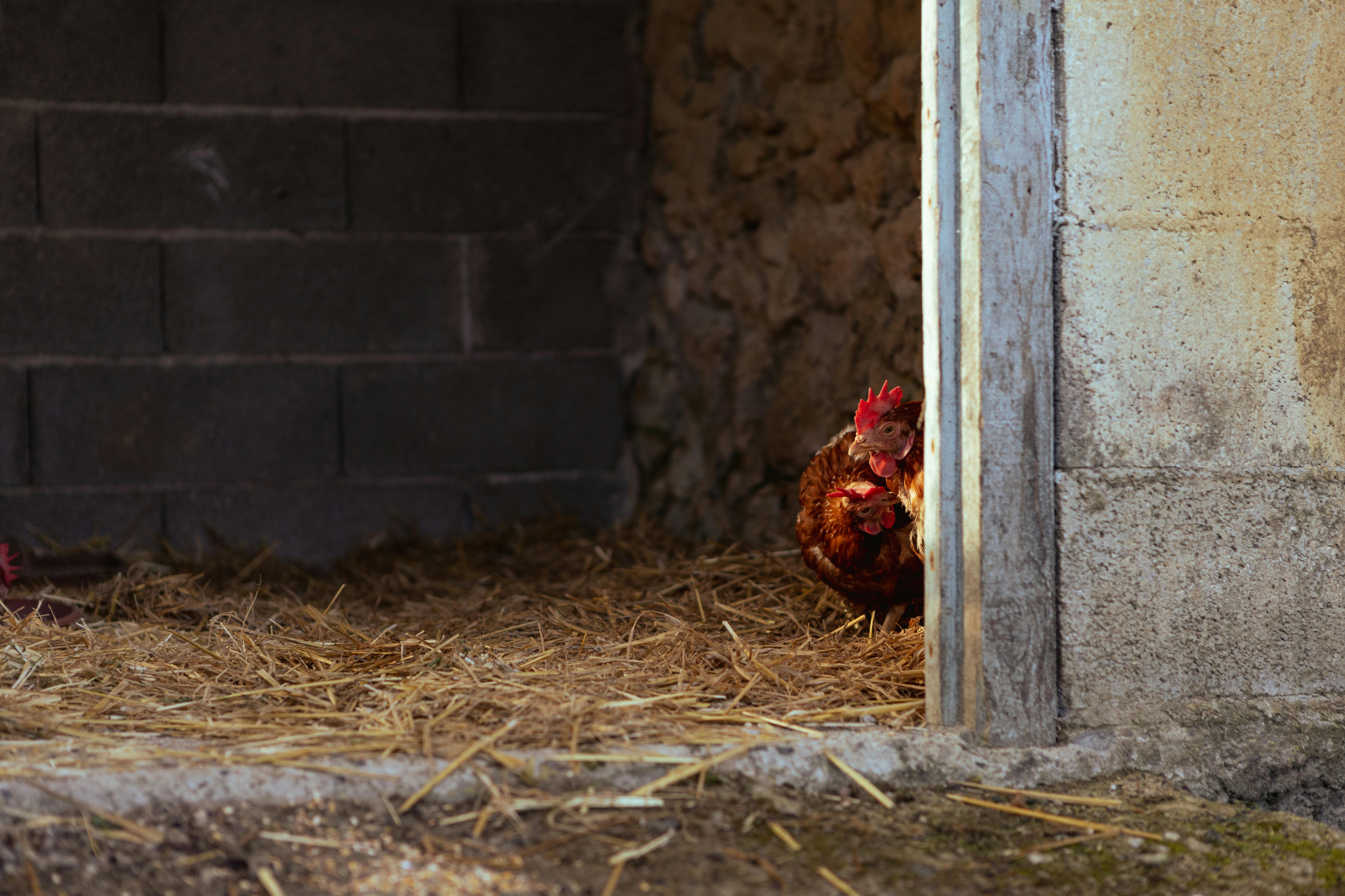 Chickens on Hay near Barn Wall · Free Stock Photo