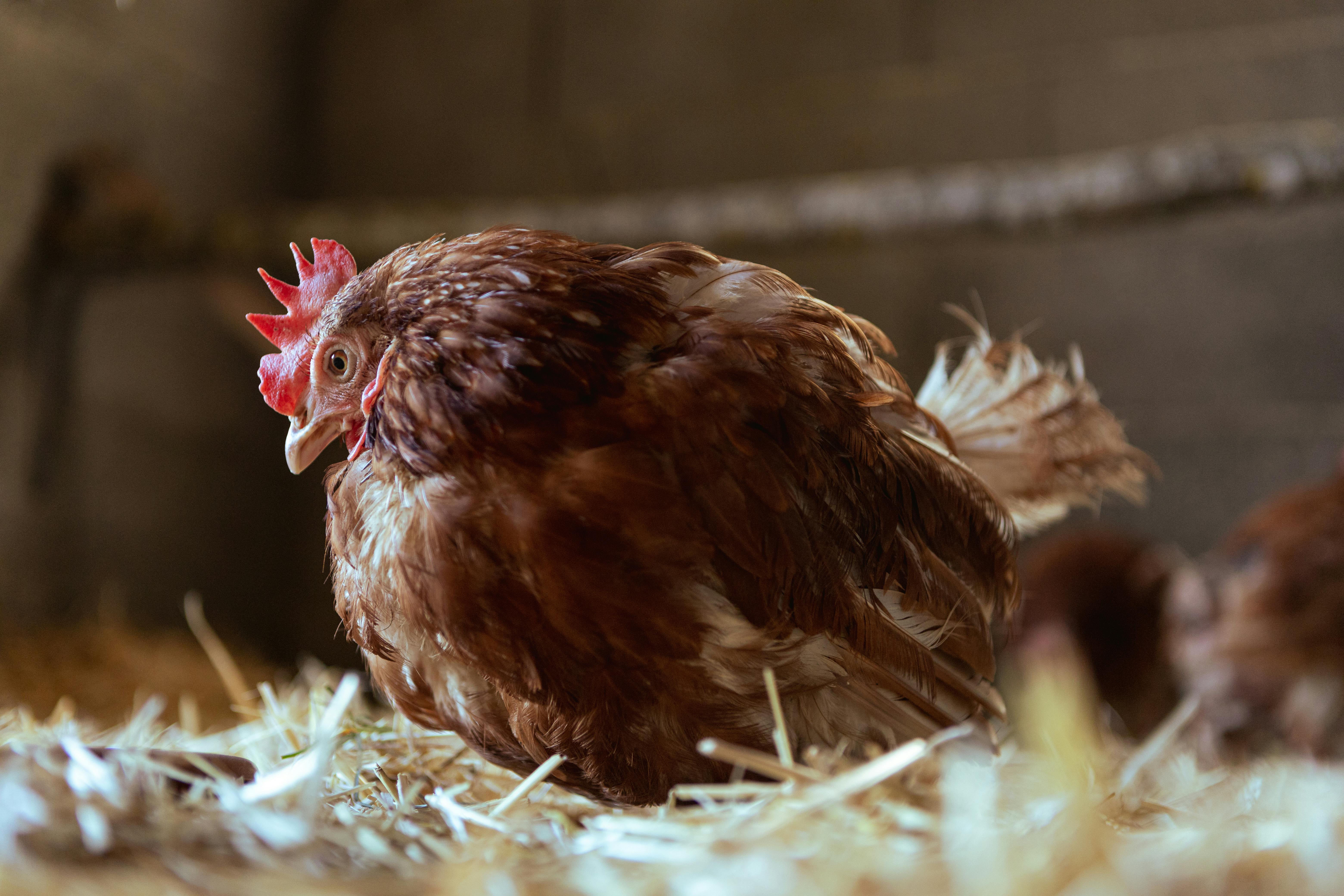 Enhancing Poultry Nutrition: The Role of Chicken Feed Additives ...