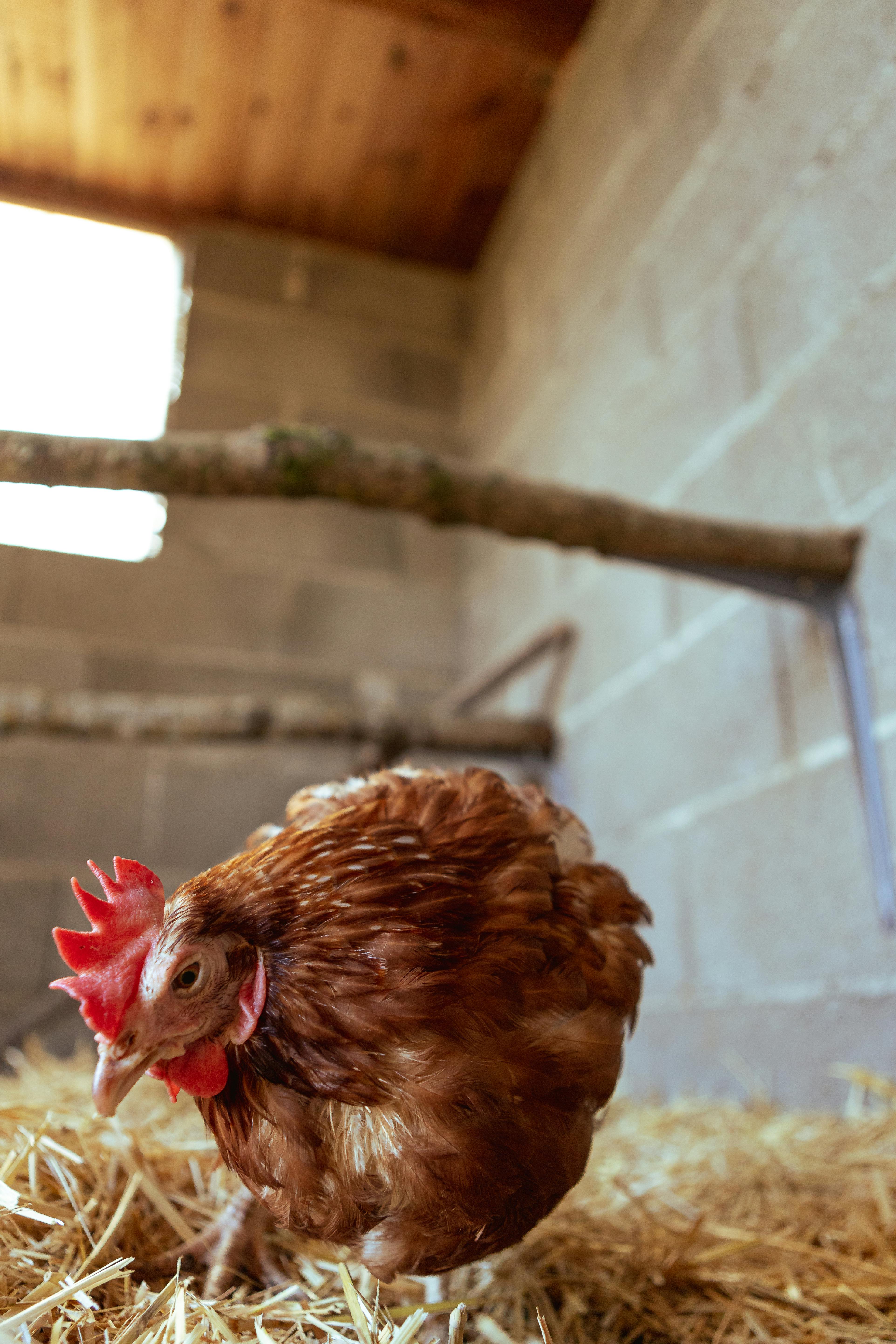 Walking Hen Photos, Download The BEST Free Walking Hen Stock Photos ...