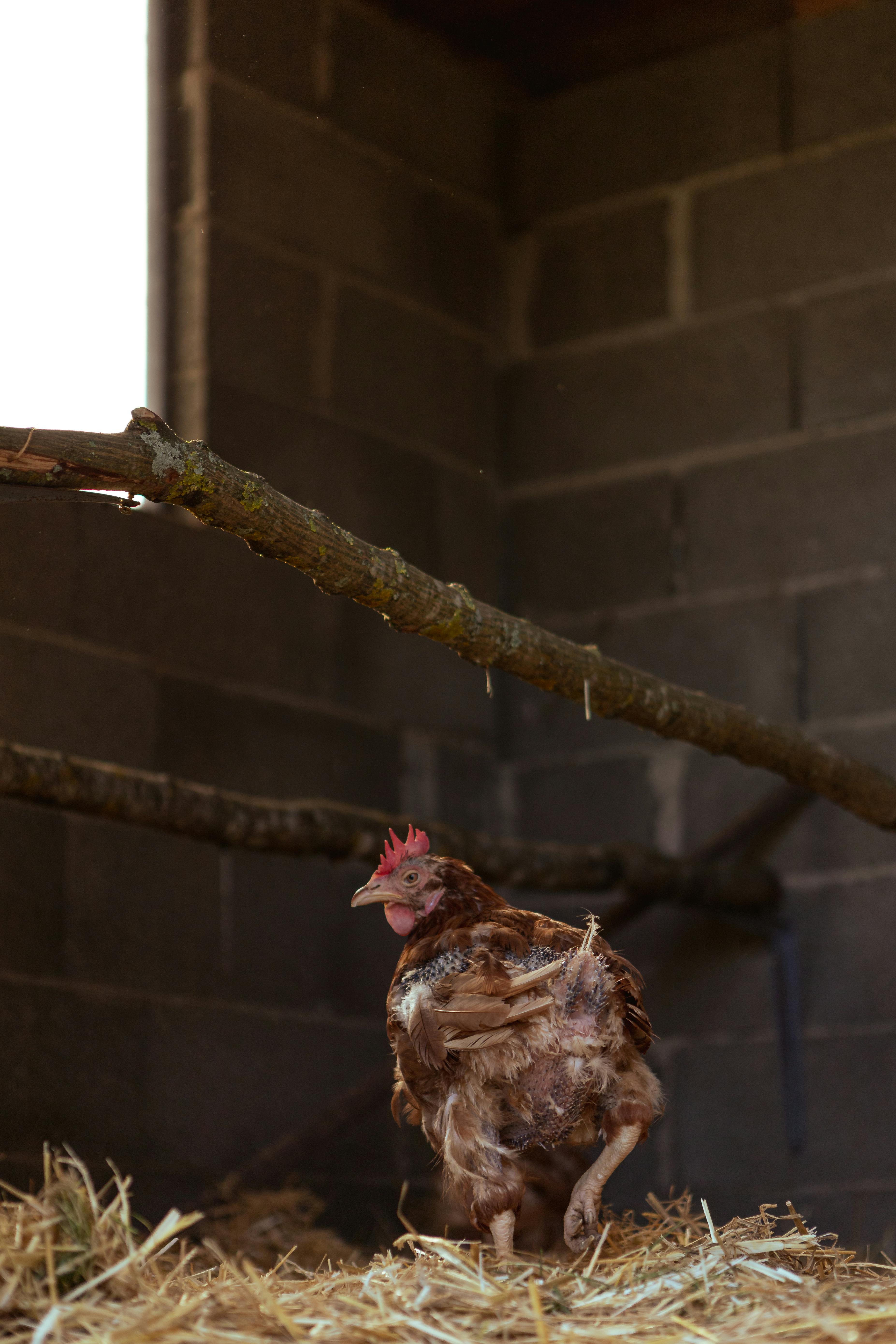 Walking Hen Photos, Download The BEST Free Walking Hen Stock Photos ...