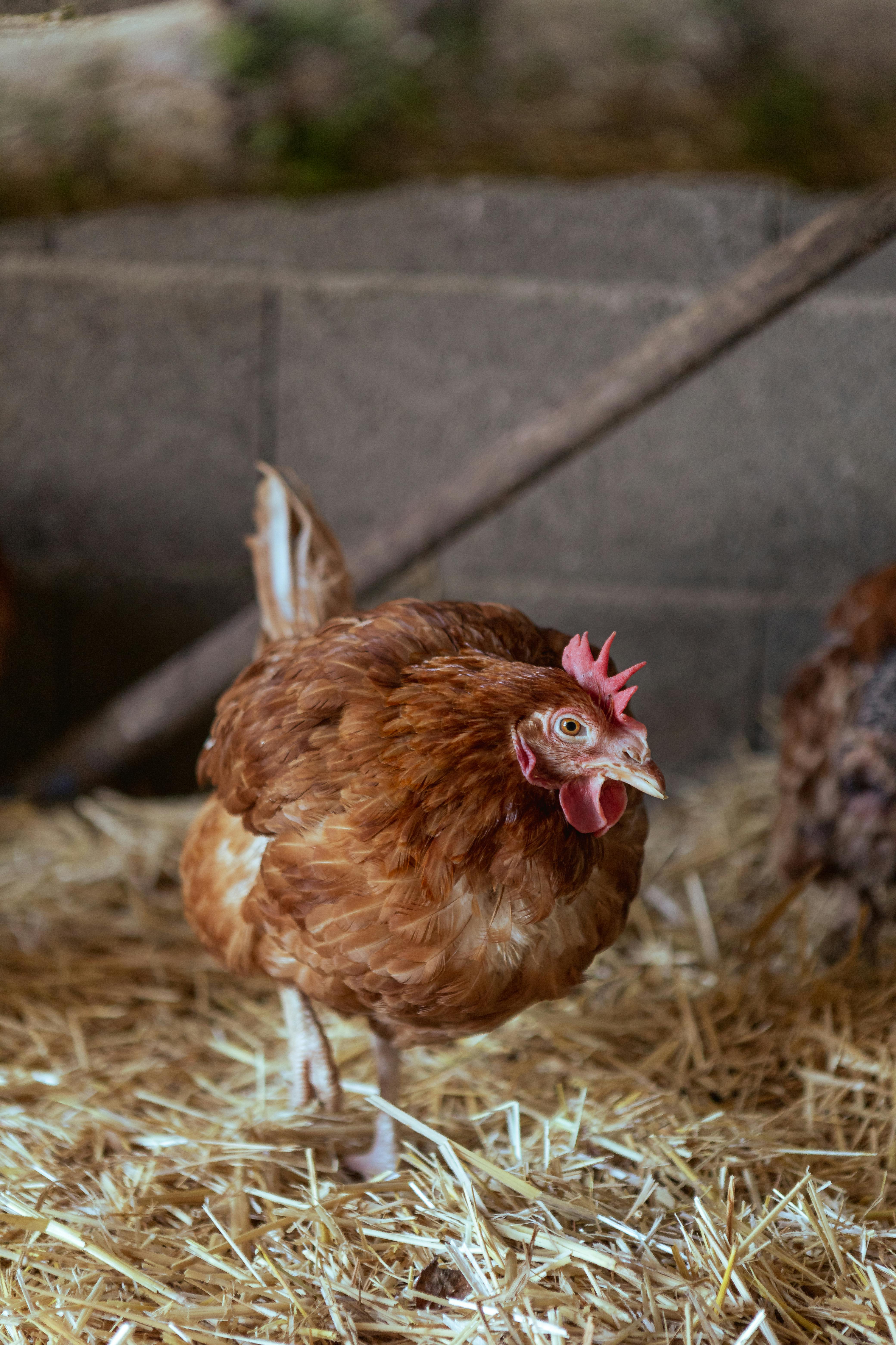 Photo gratuite de agricole, agriculture, agriculture de basse cour ...