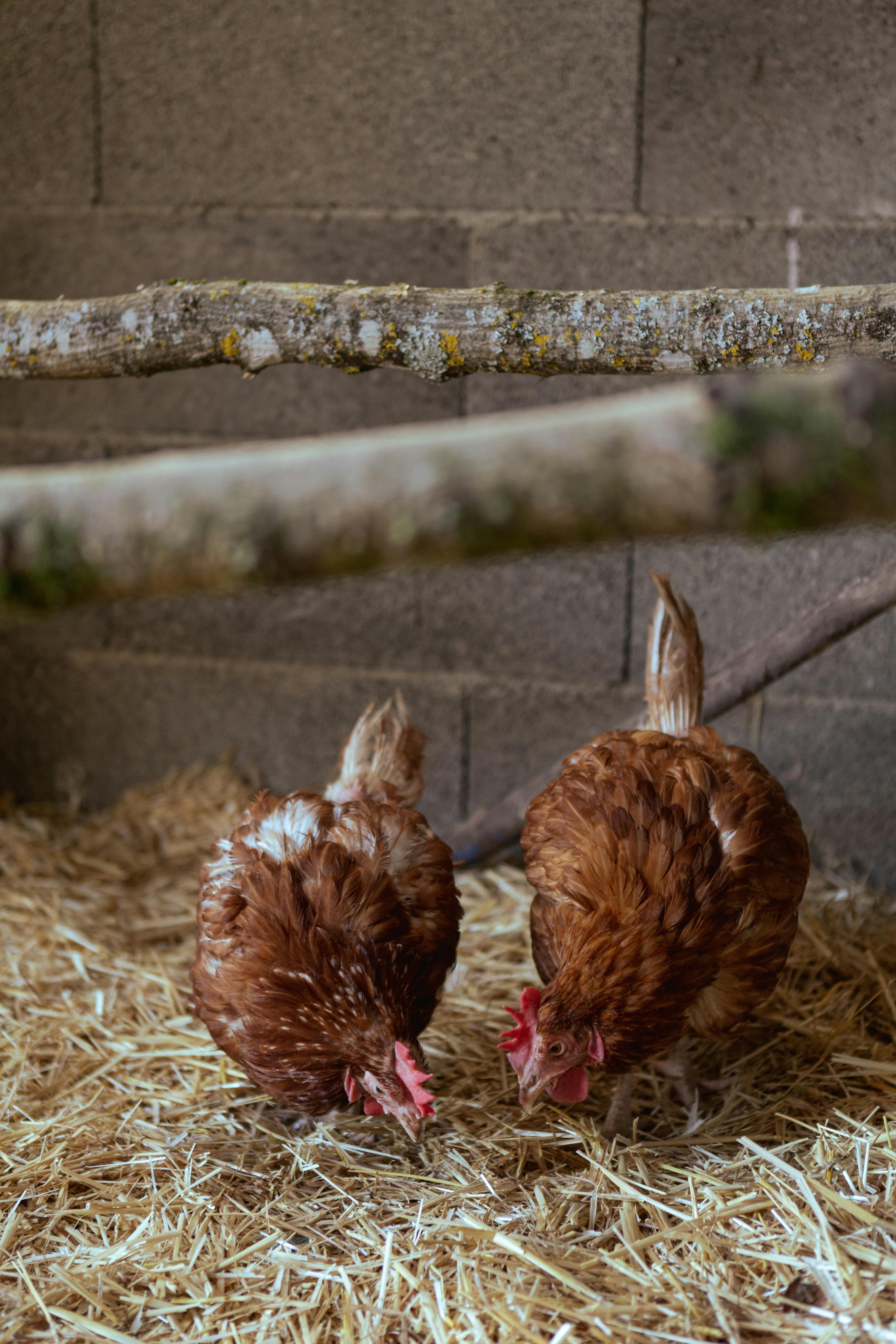 Herd of Hen · Free Stock Photo