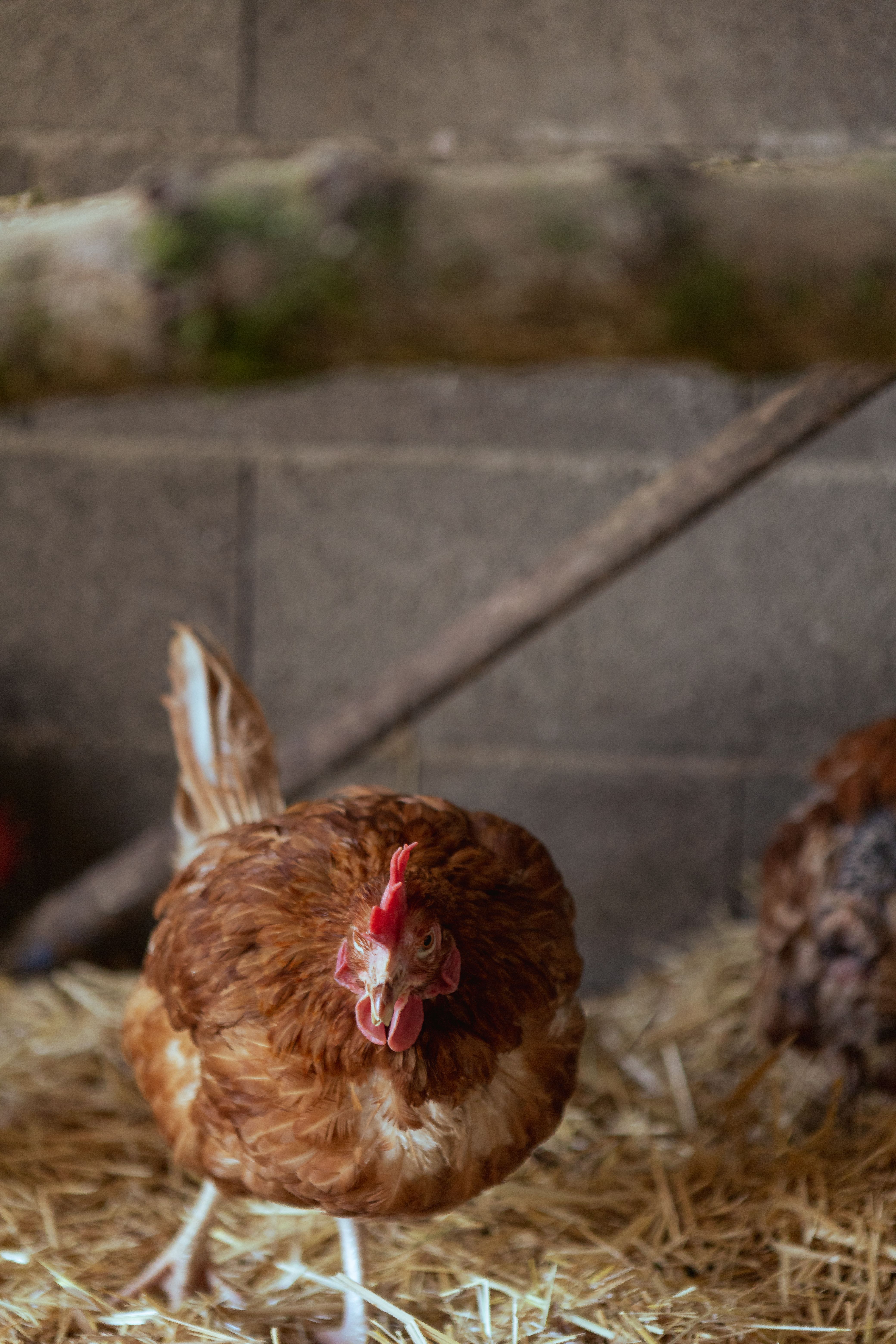 Peep of Brown Chicken · Free Stock Photo