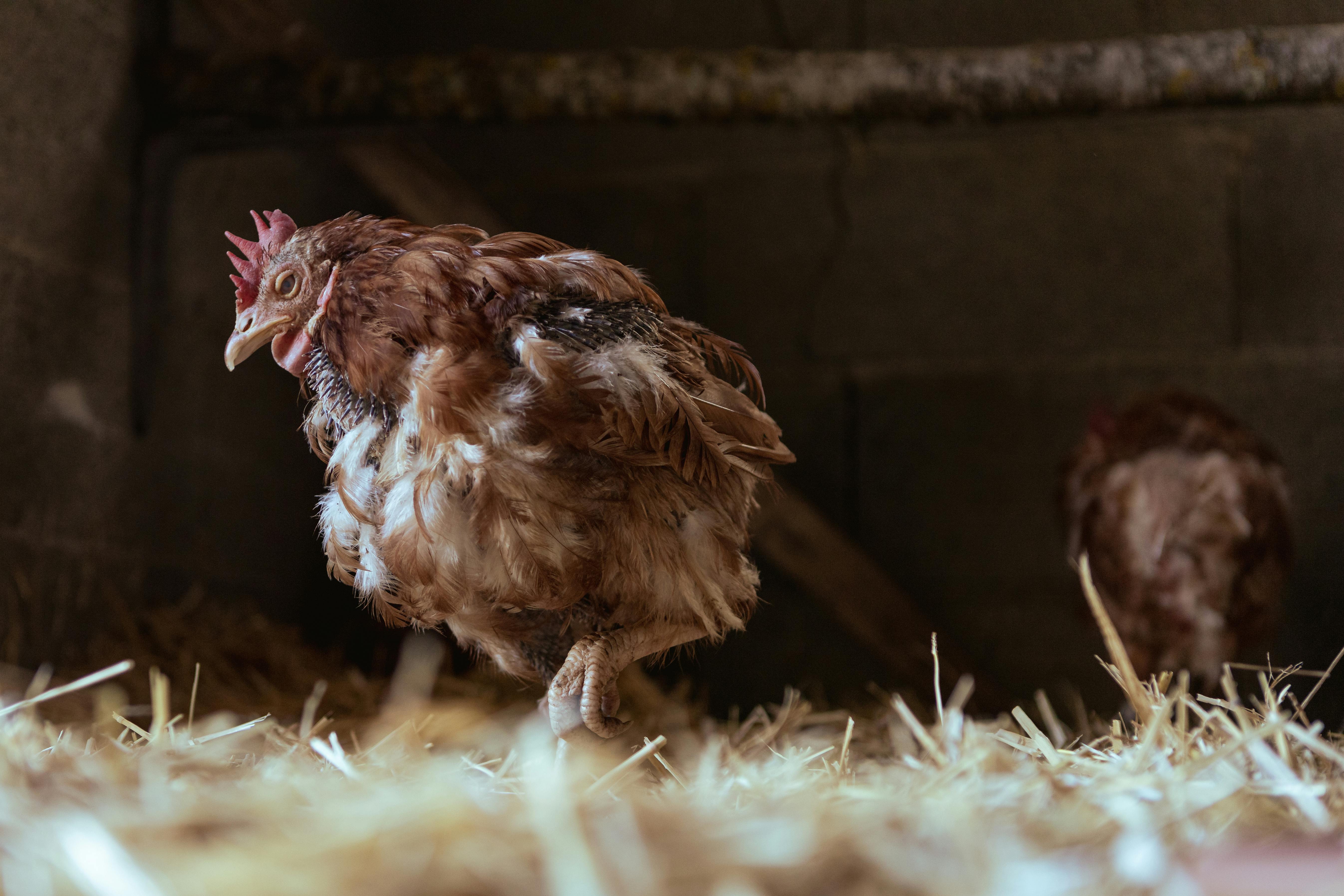 Chicken on Hay on Farm · Free Stock Photo