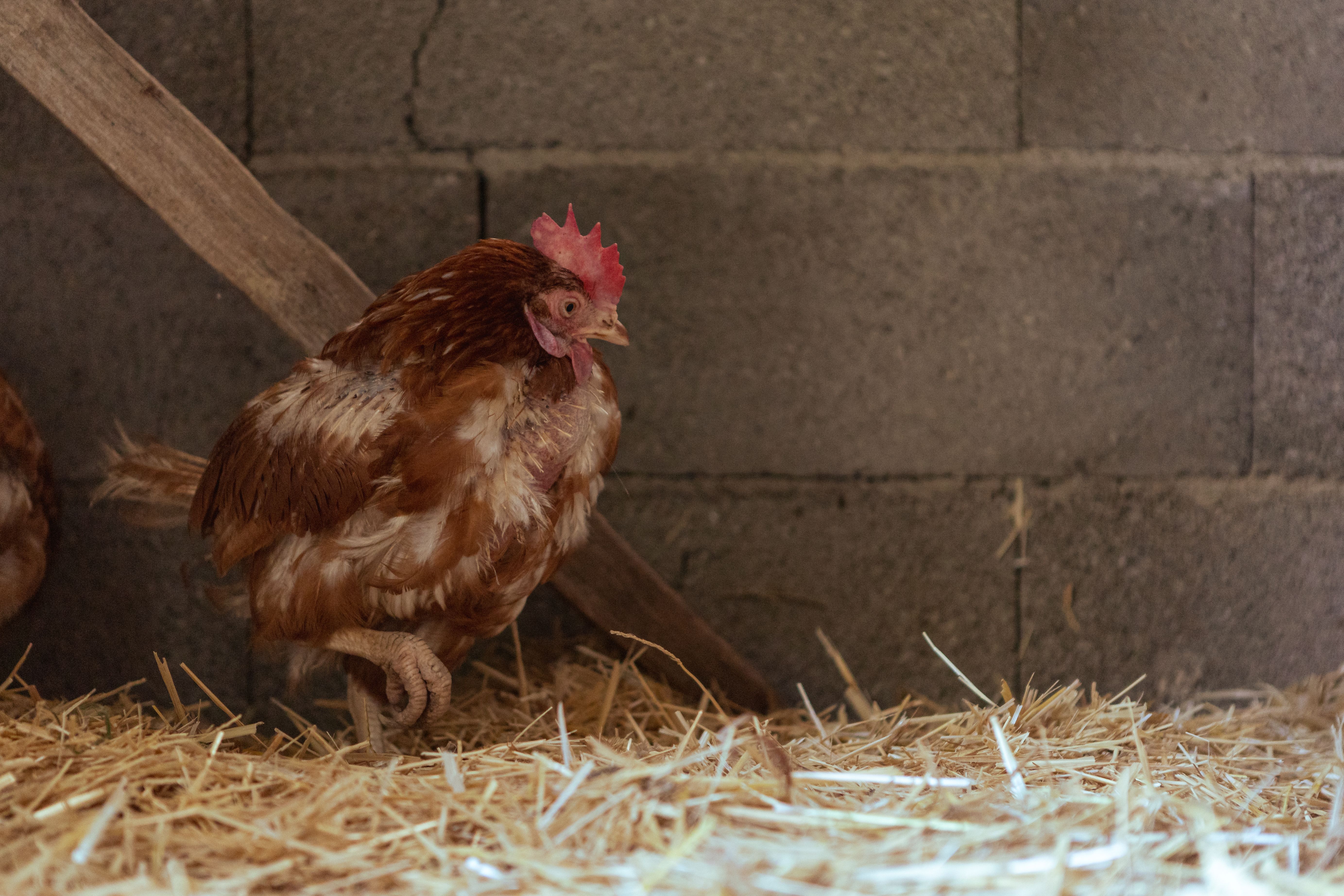 Chicken Walking in Hay on Farm · Free Stock Photo