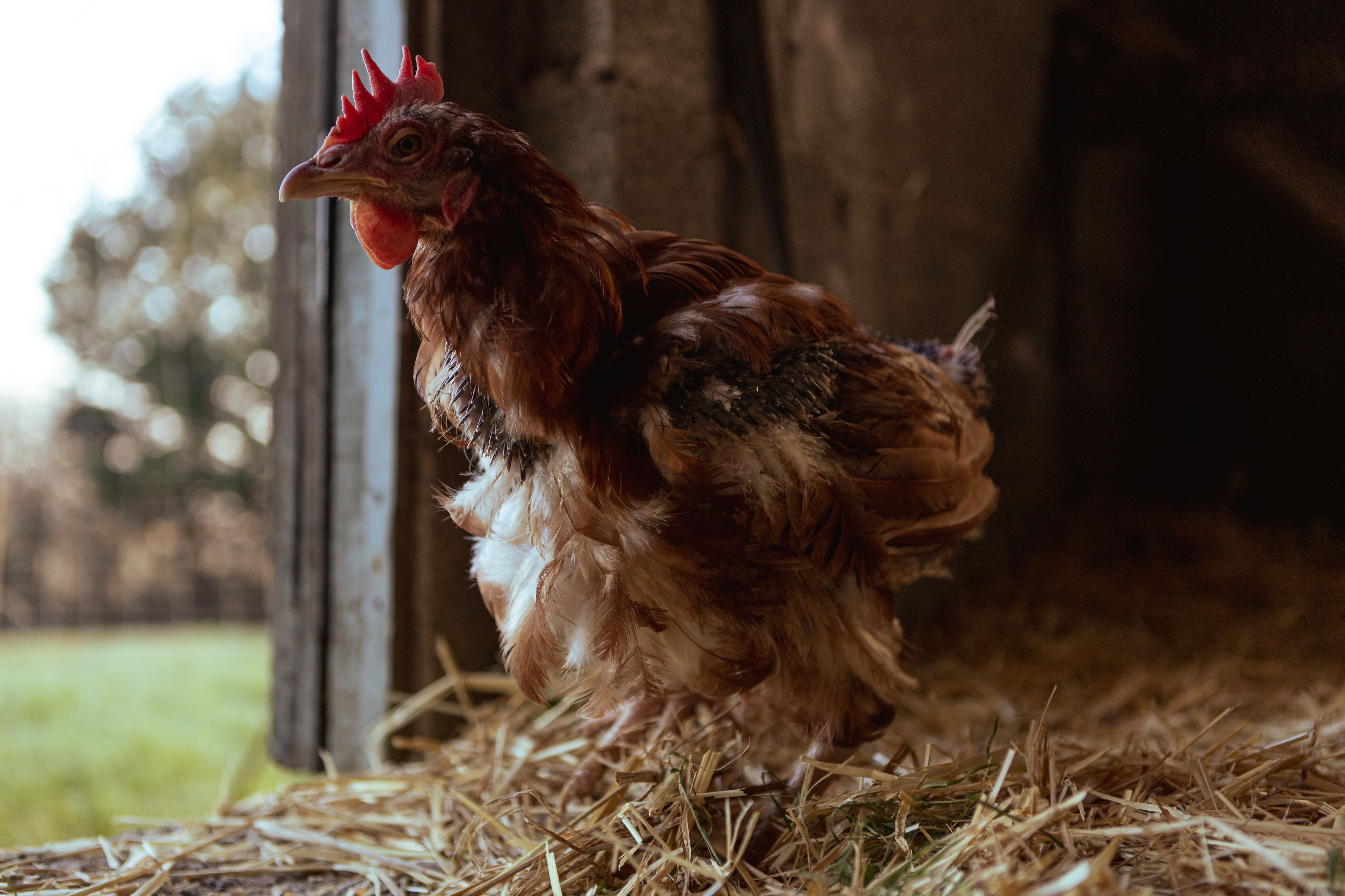 Chicken Sitting on Hay on Farm · Free Stock Photo