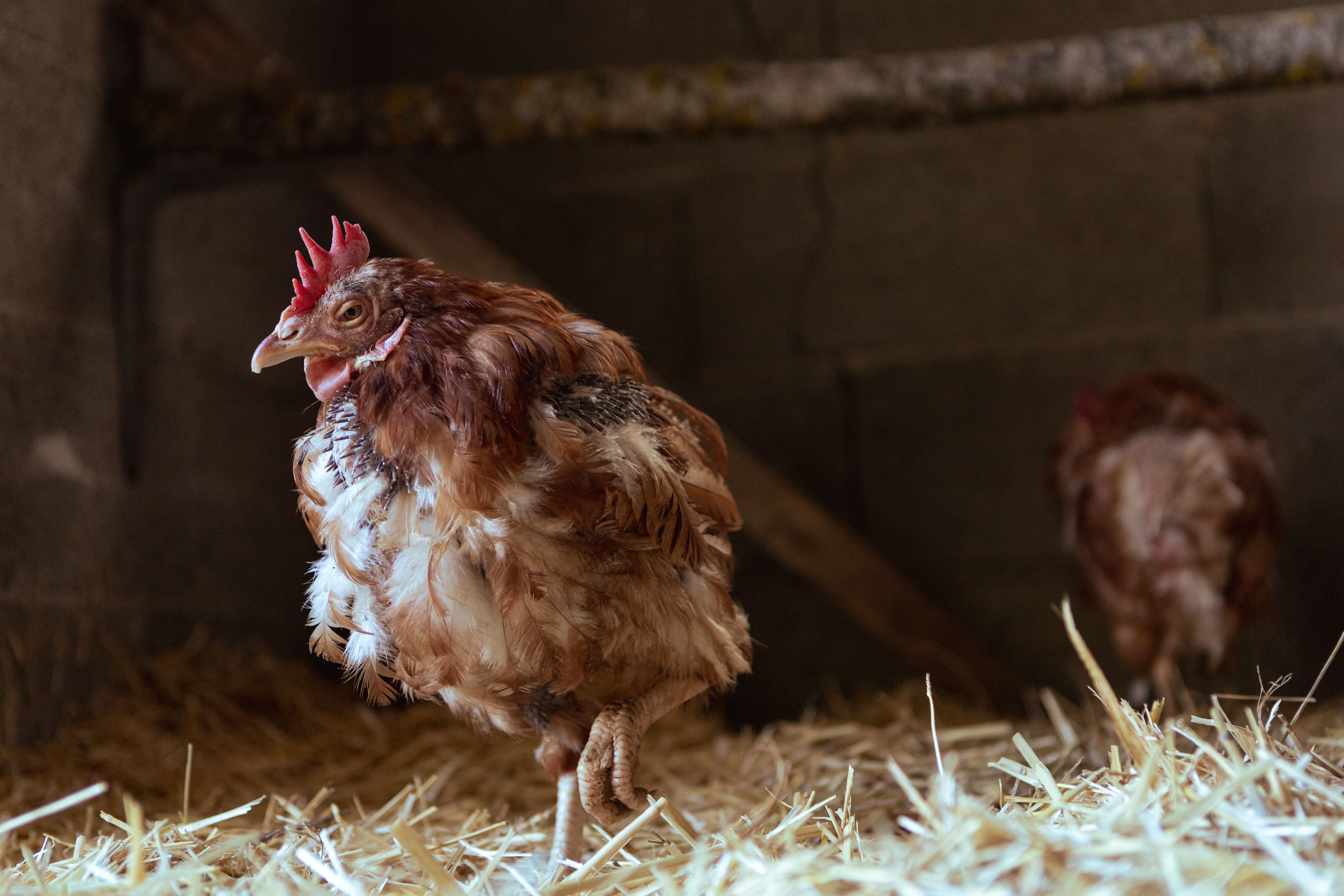 Chicken Walking on Hay in Barn · Free Stock Photo