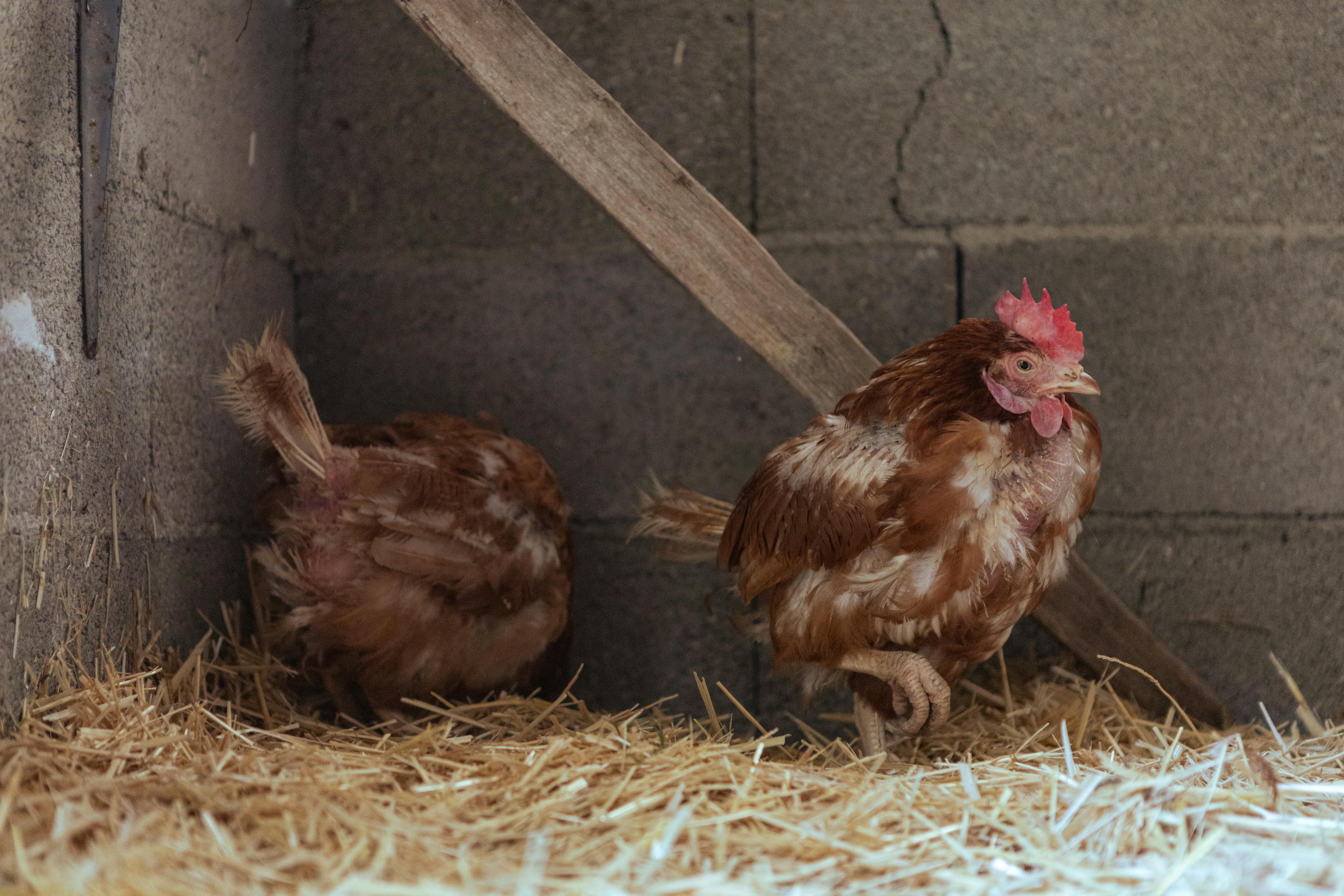 Chickens on Hay in Barn · Free Stock Photo