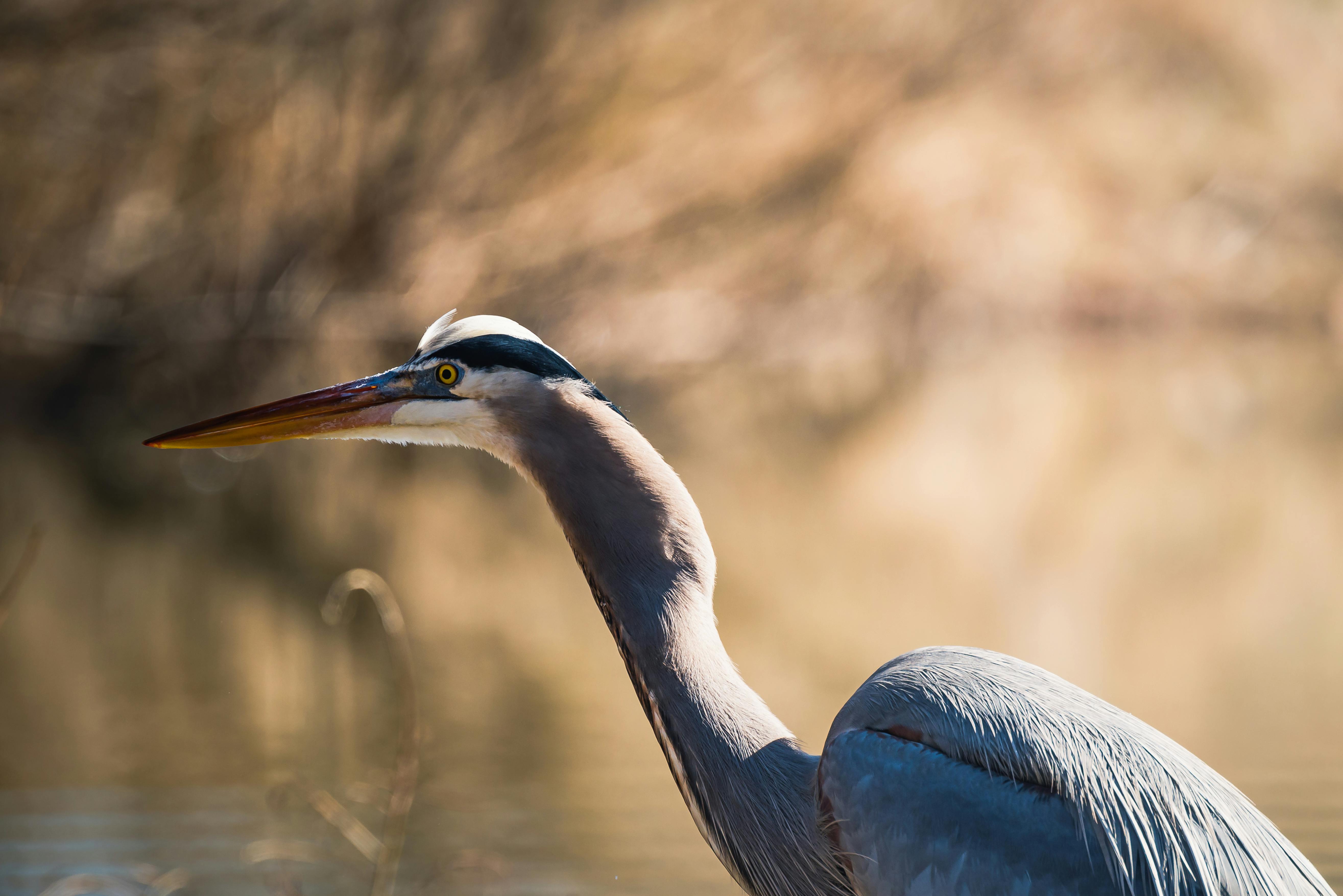 Snipe Bird Photos, Download The BEST Free Snipe Bird Stock Photos & HD ...