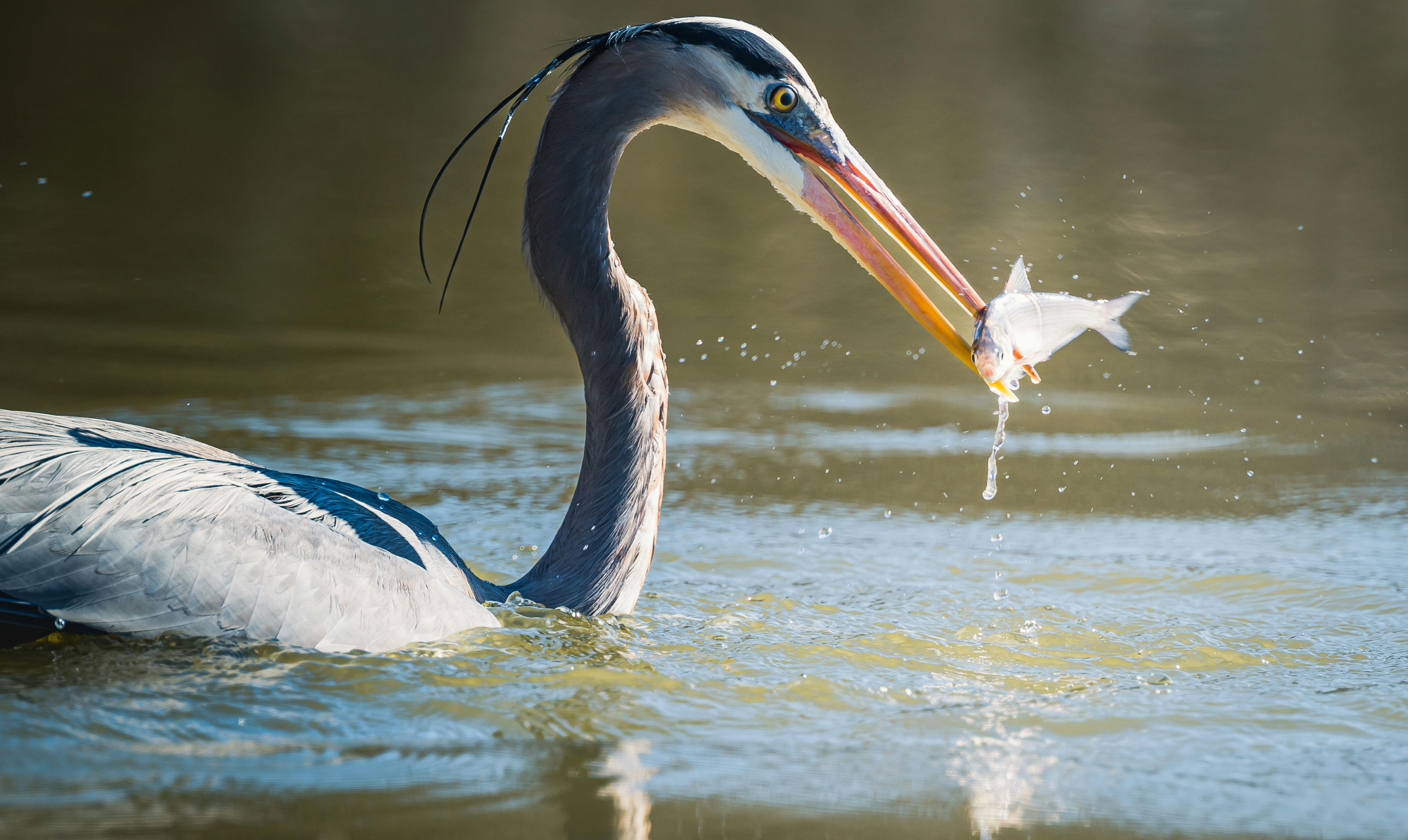 Heron Catching Fish with Beak in Water · Free Stock Photo