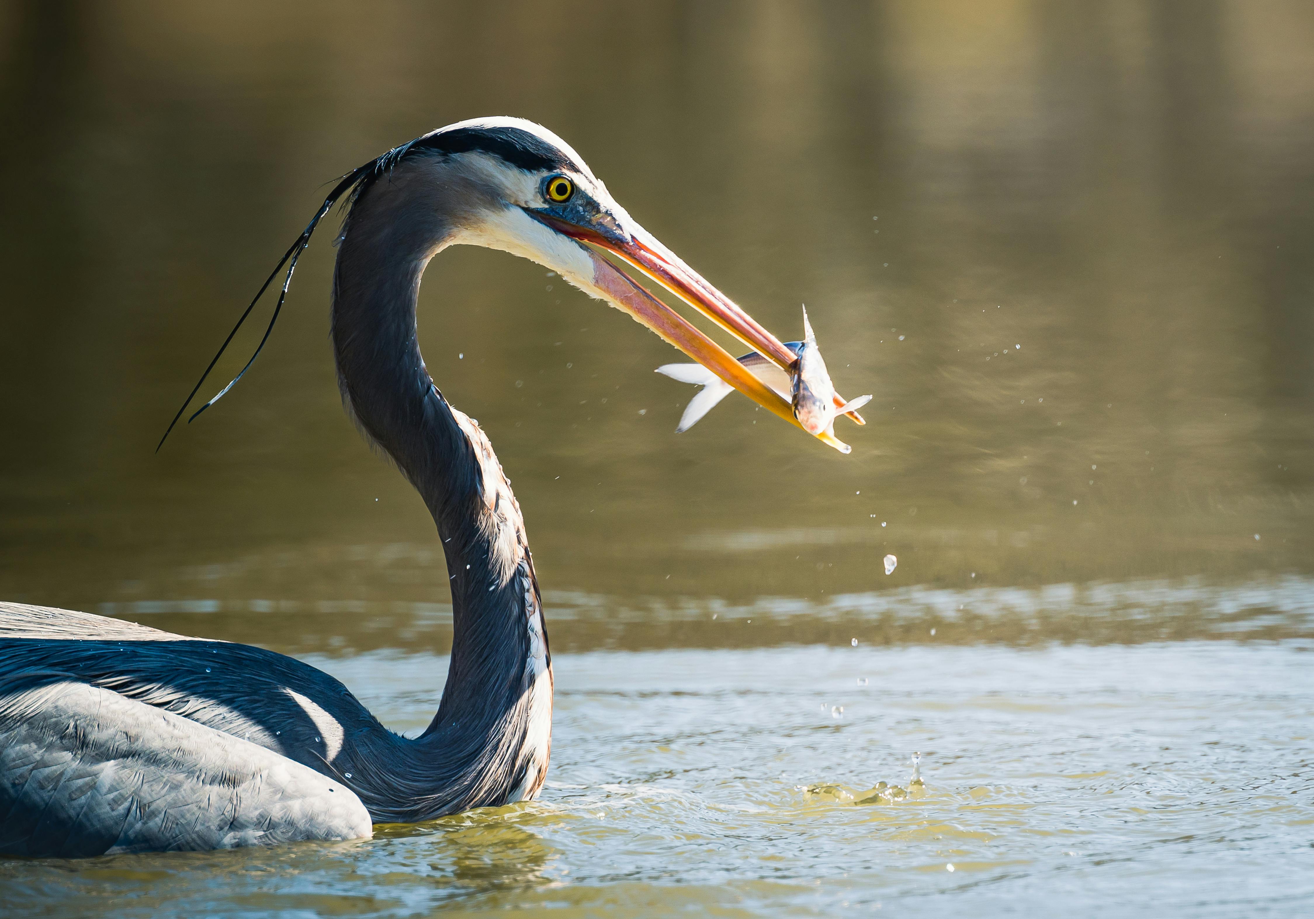 Heron Catching Fish with Beak in Water · Free Stock Photo