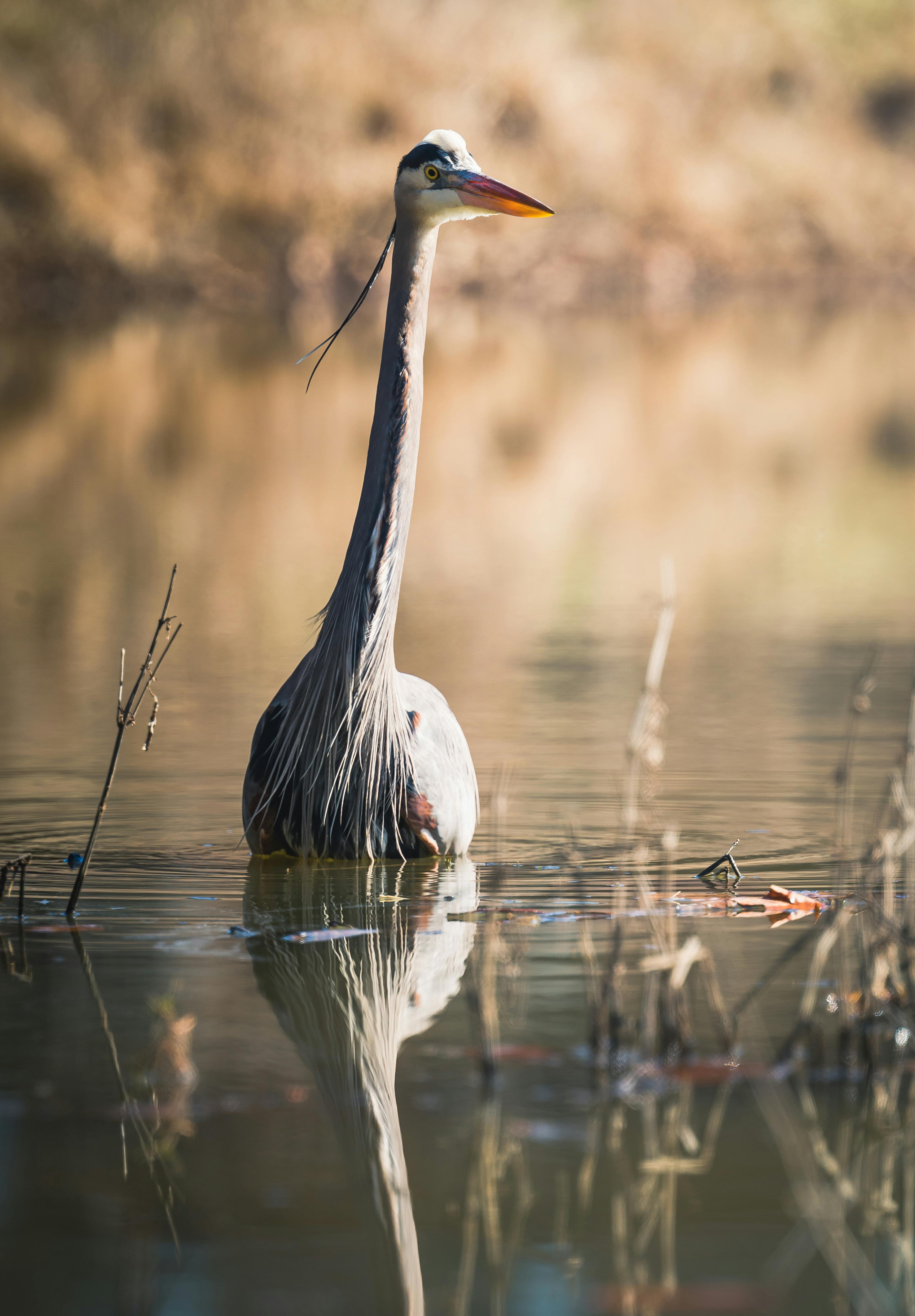 Close-up of a Heron in Water · Free Stock Photo