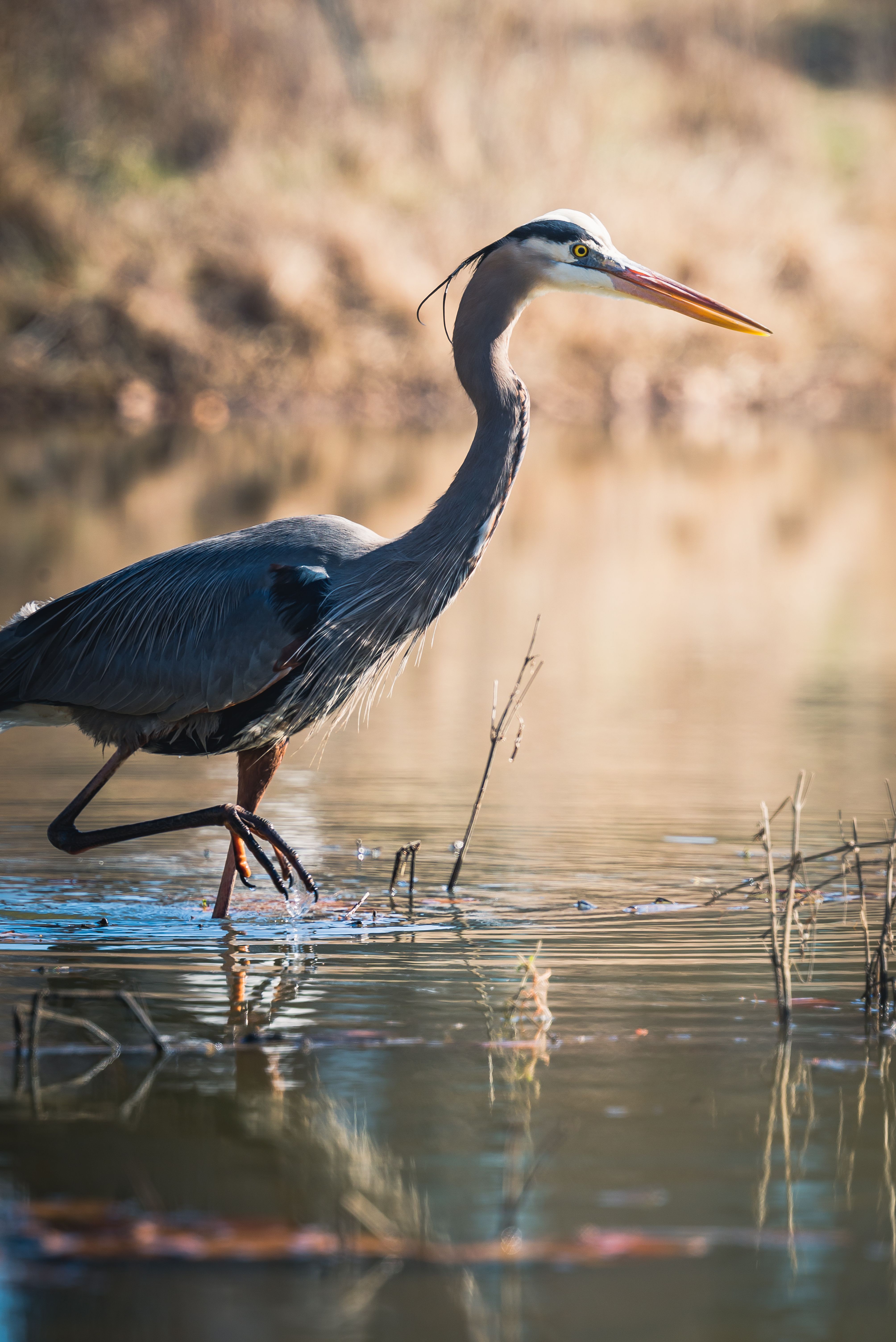 Heron Walking in Marsh Water · Free Stock Photo