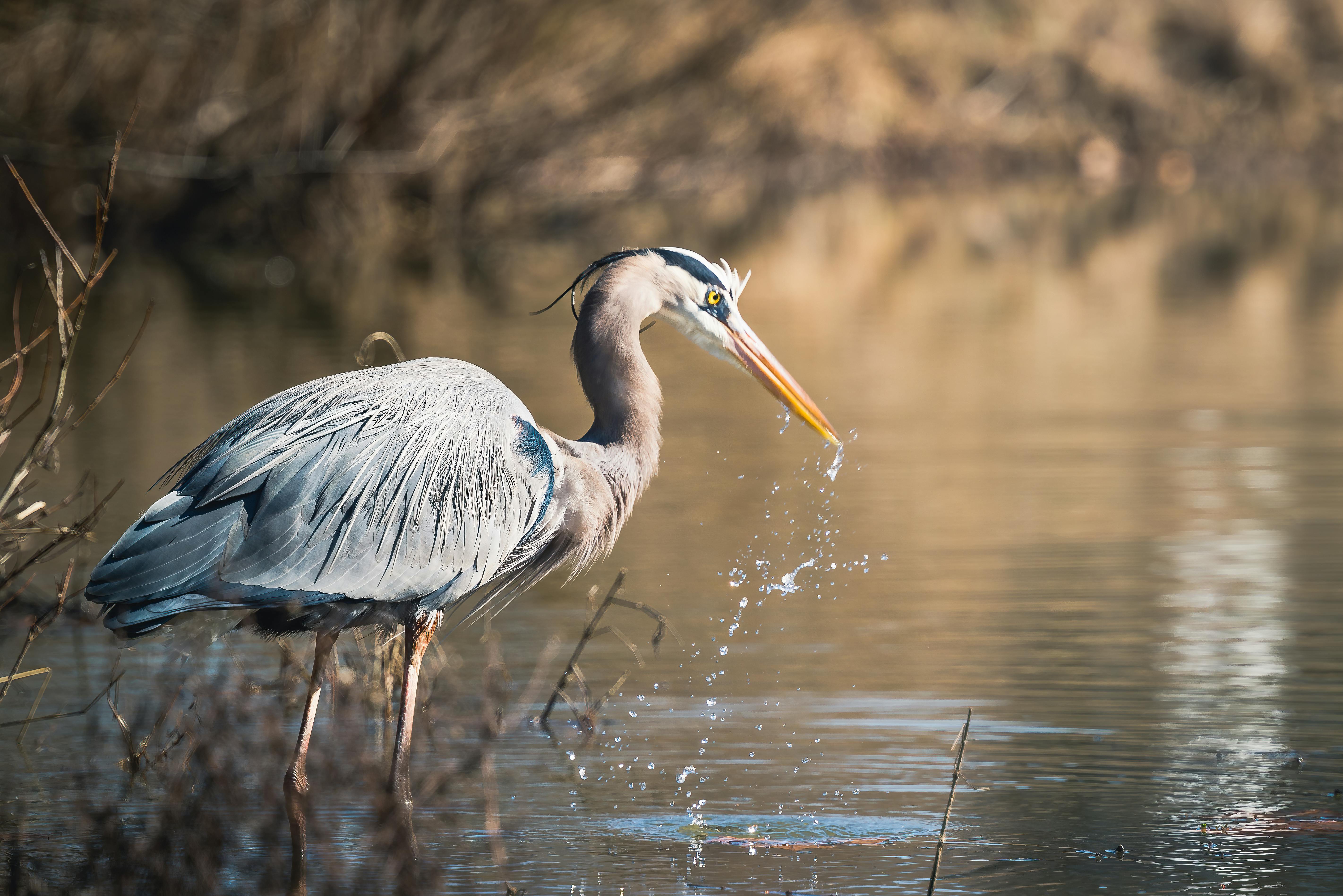 A Heron in Water · Free Stock Photo