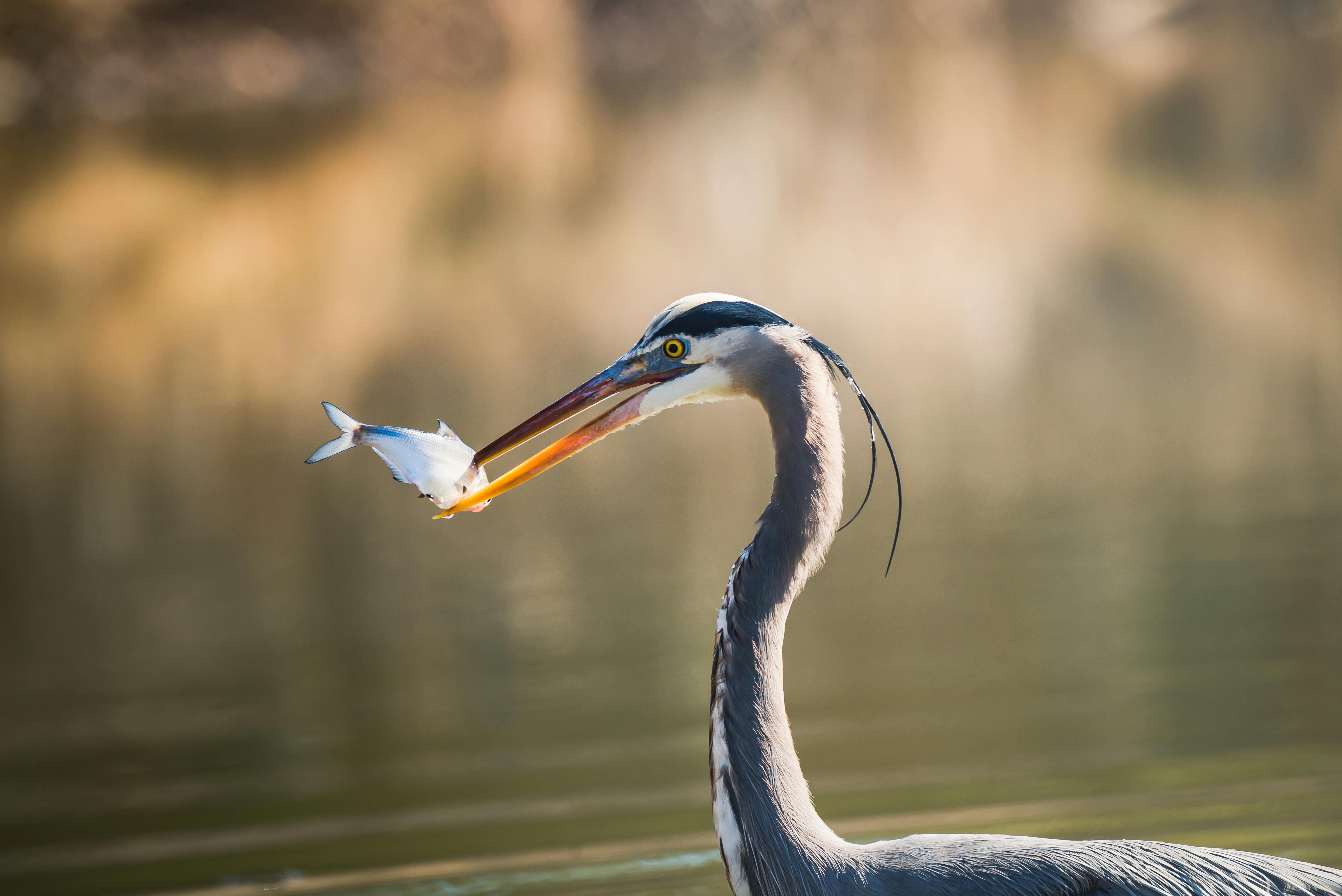 Predators Fish Photos, Download The BEST Free Predators Fish Stock ...