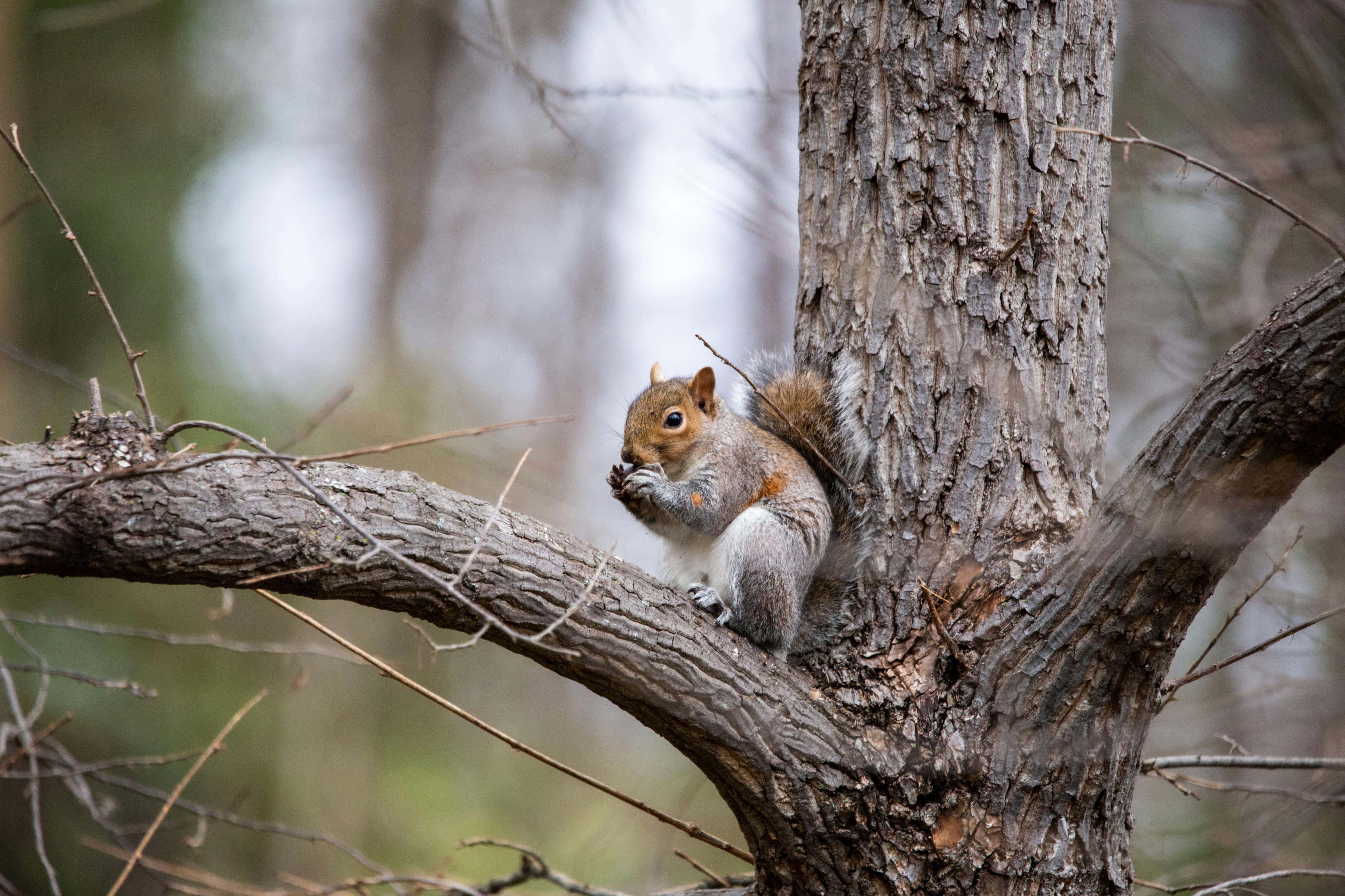 Close-up of a Squirrel Eating a Peanut · Free Stock Photo