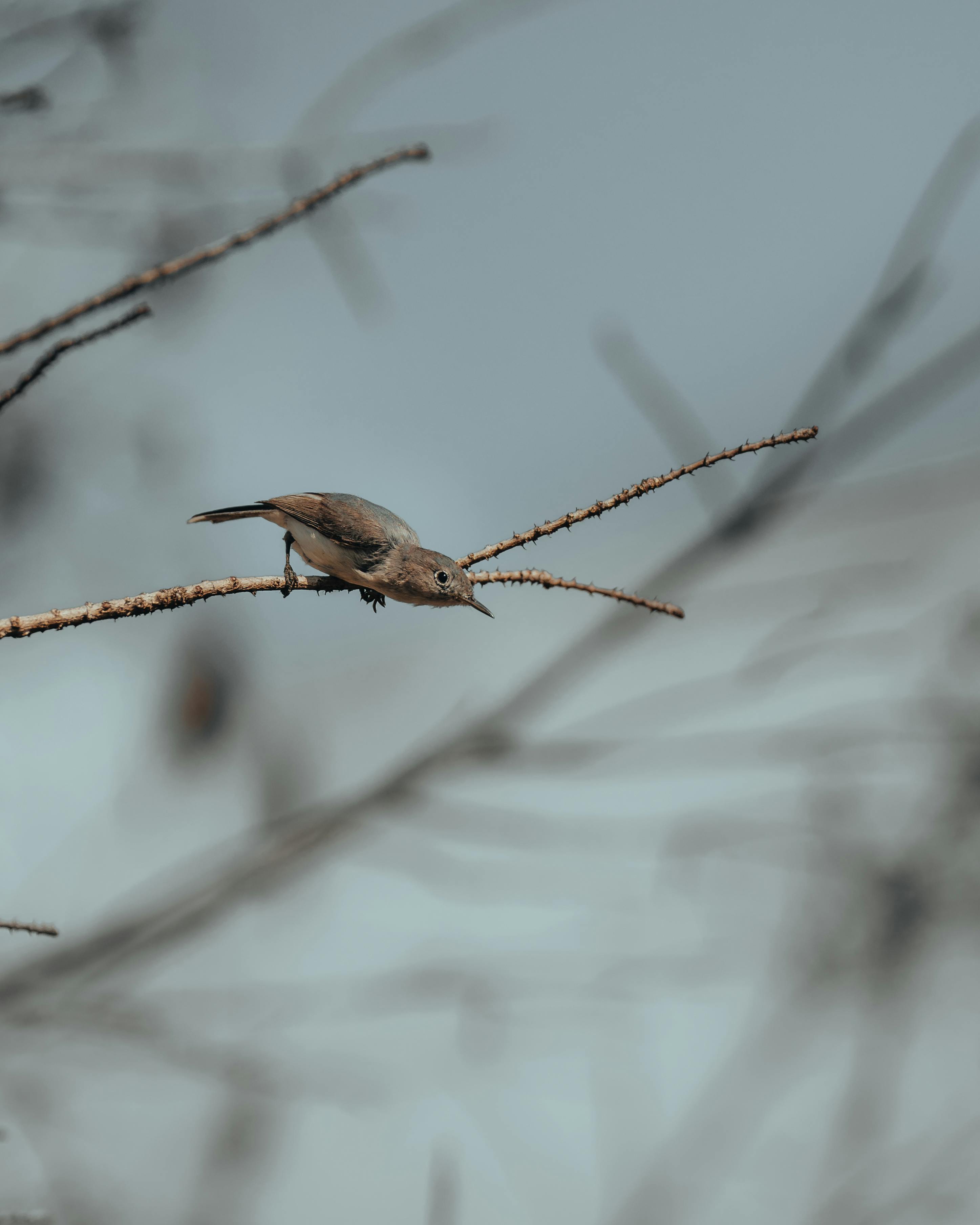 Madagascar Cuckoo on Branch · Free Stock Photo