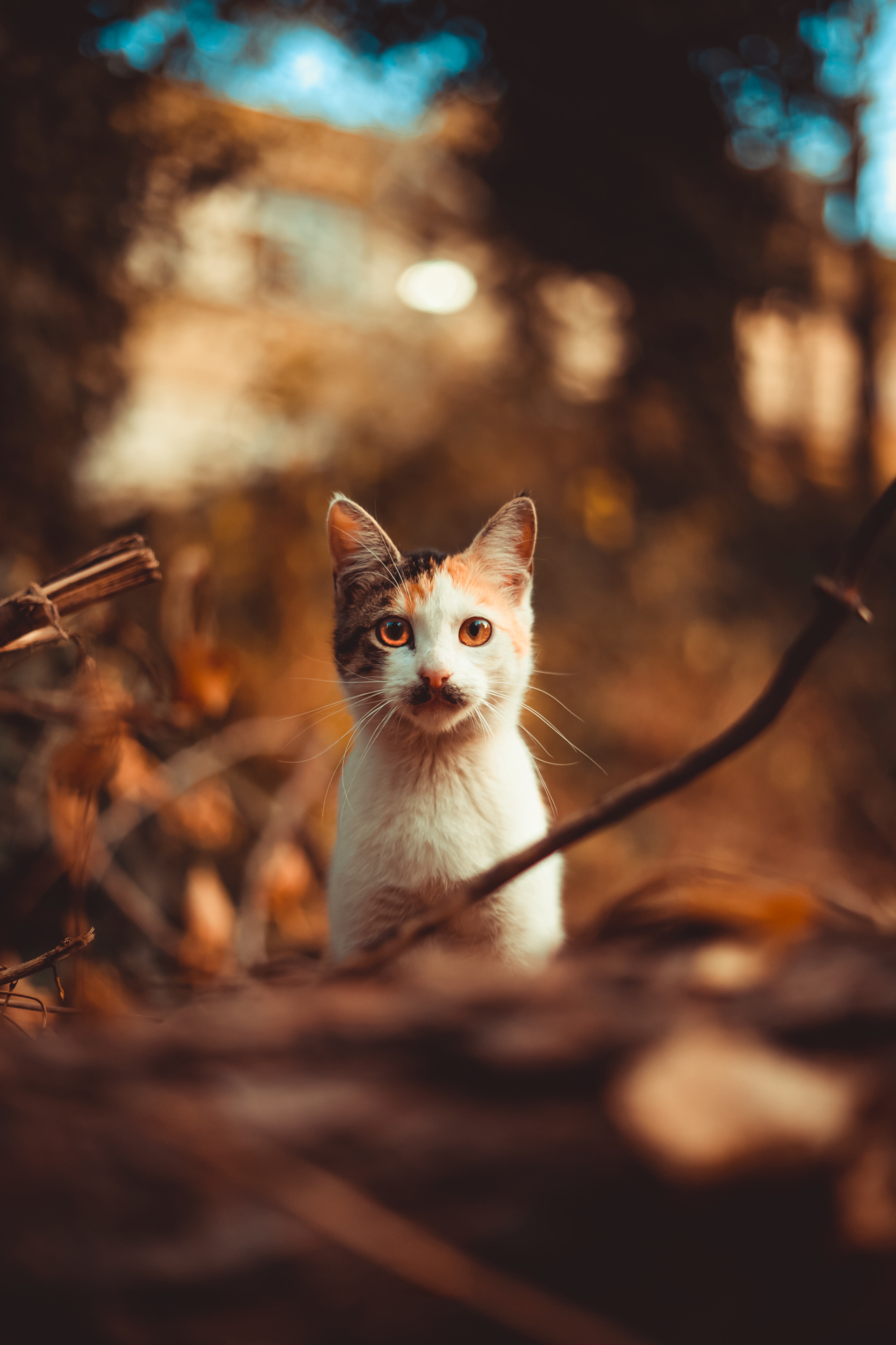 Kittens near Wall · Free Stock Photo