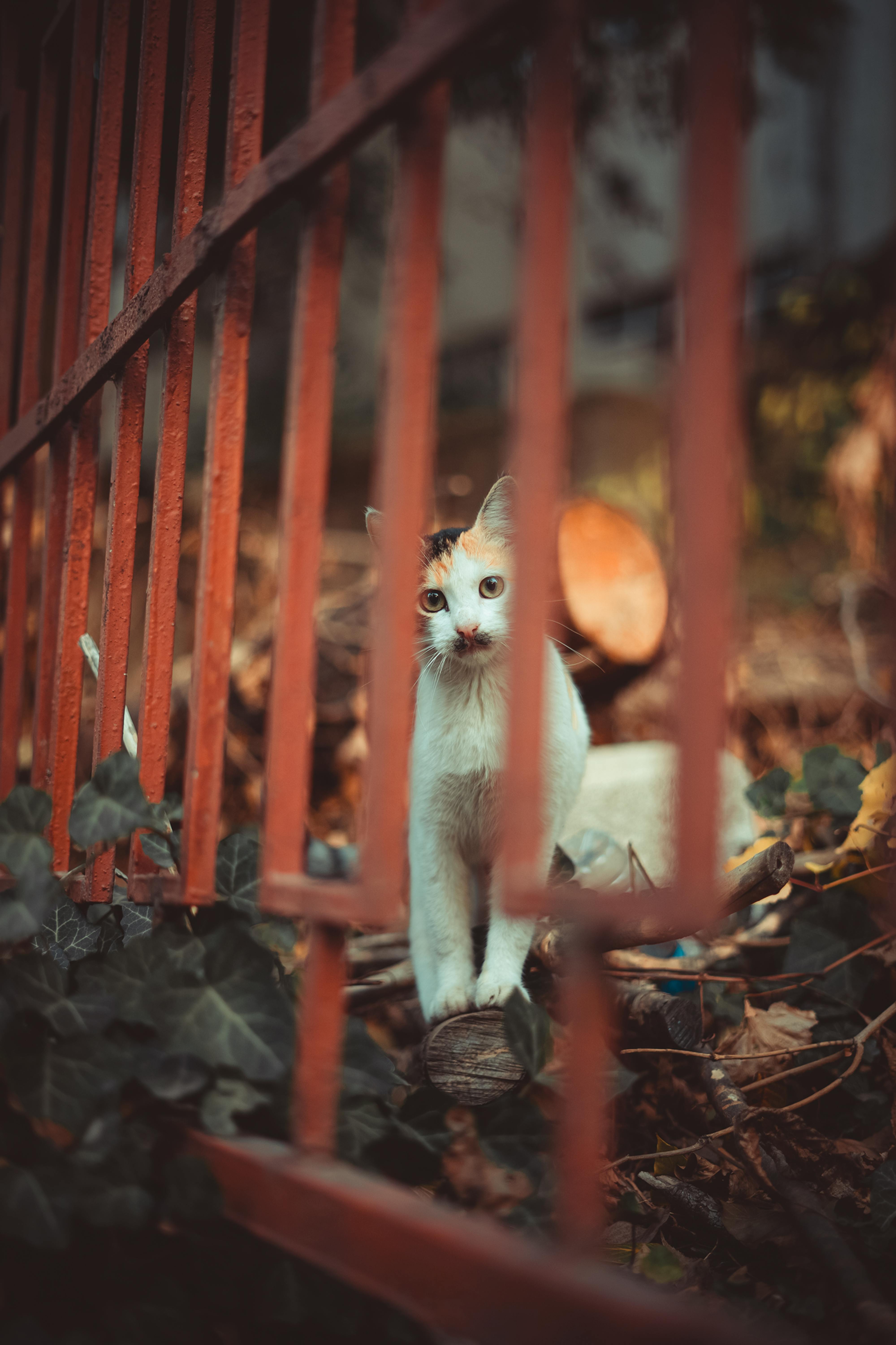 Cat behind Bars · Free Stock Photo