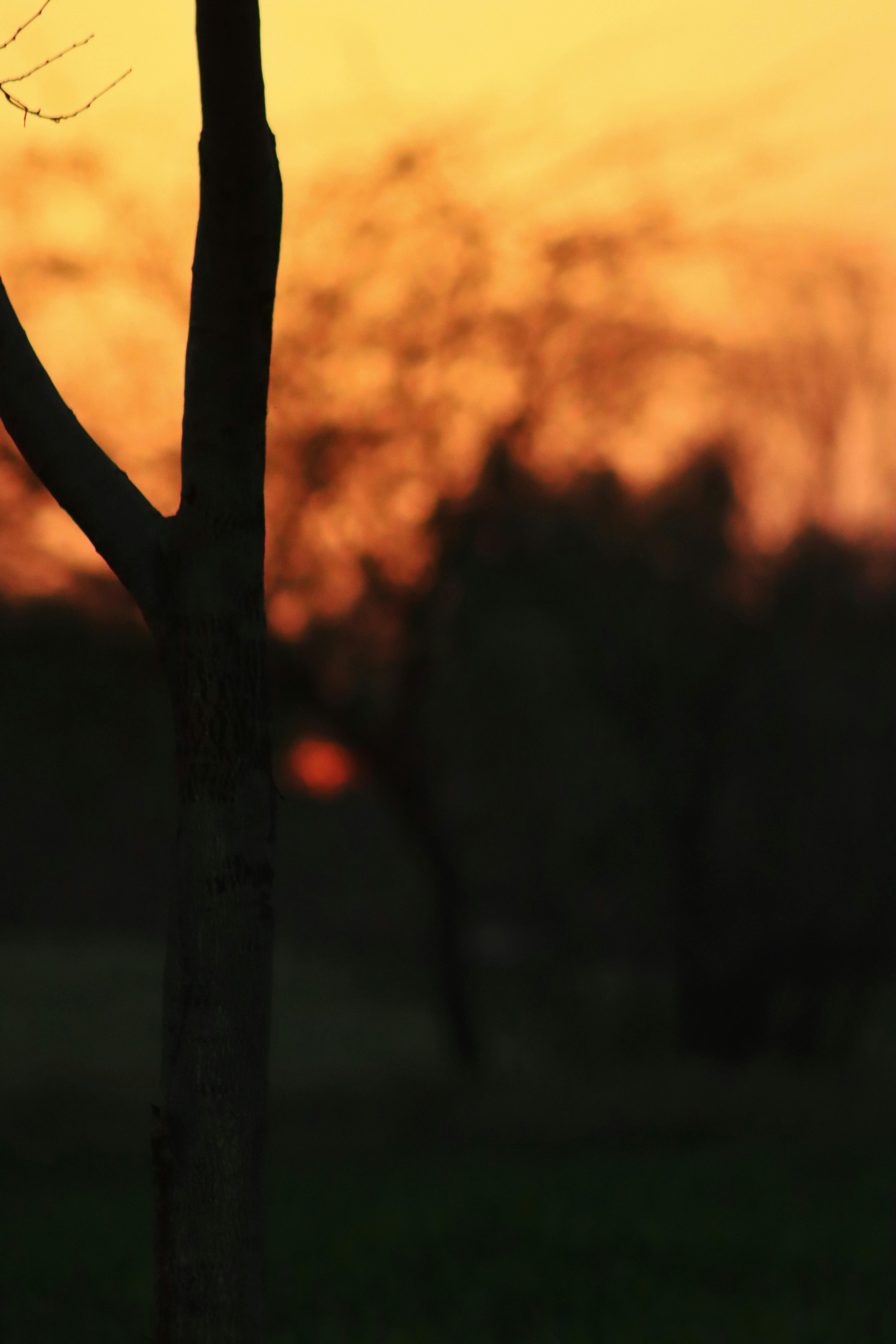 Trees during Sunset · Free Stock Photo