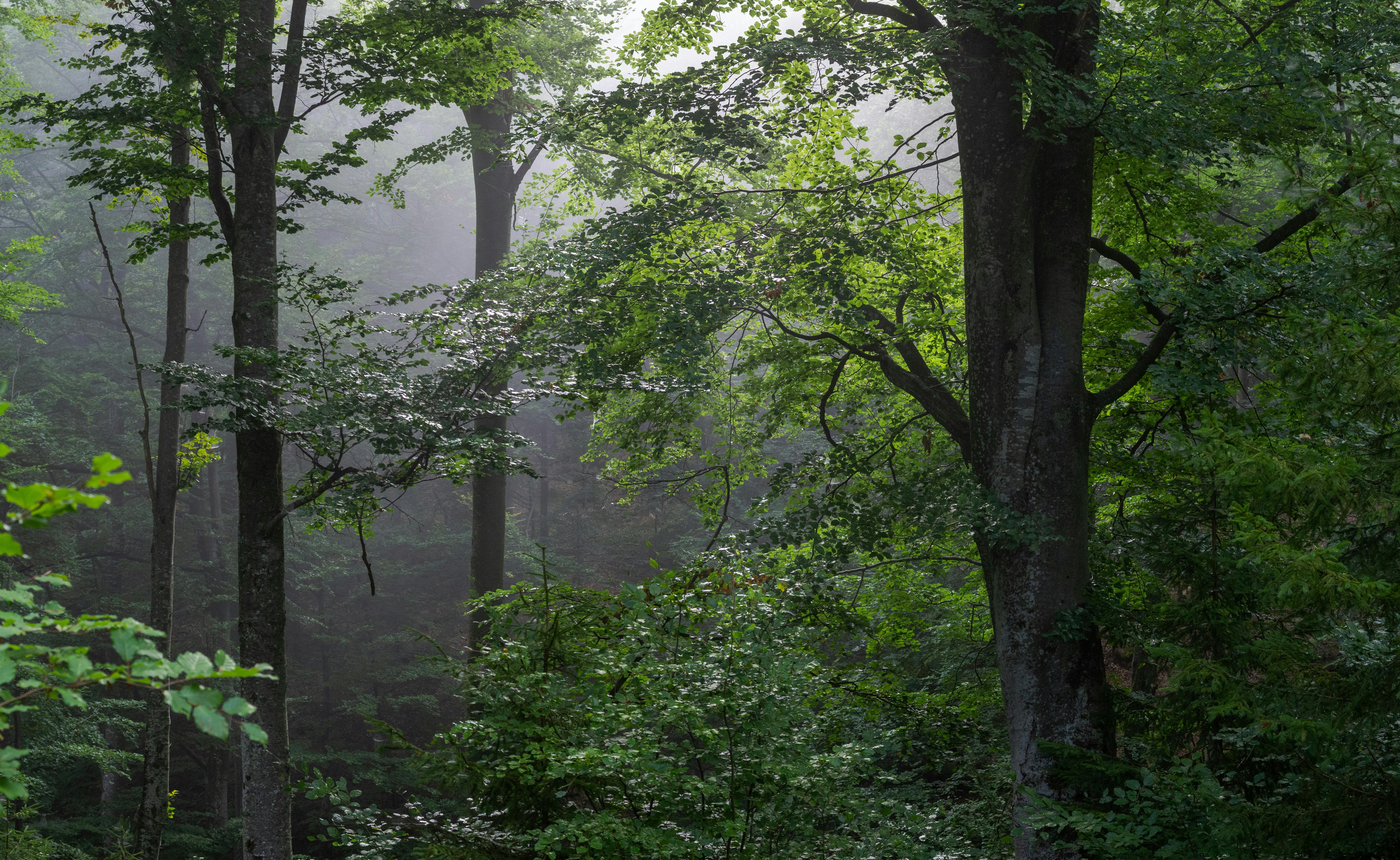 Green Trees and Plants · Free Stock Photo