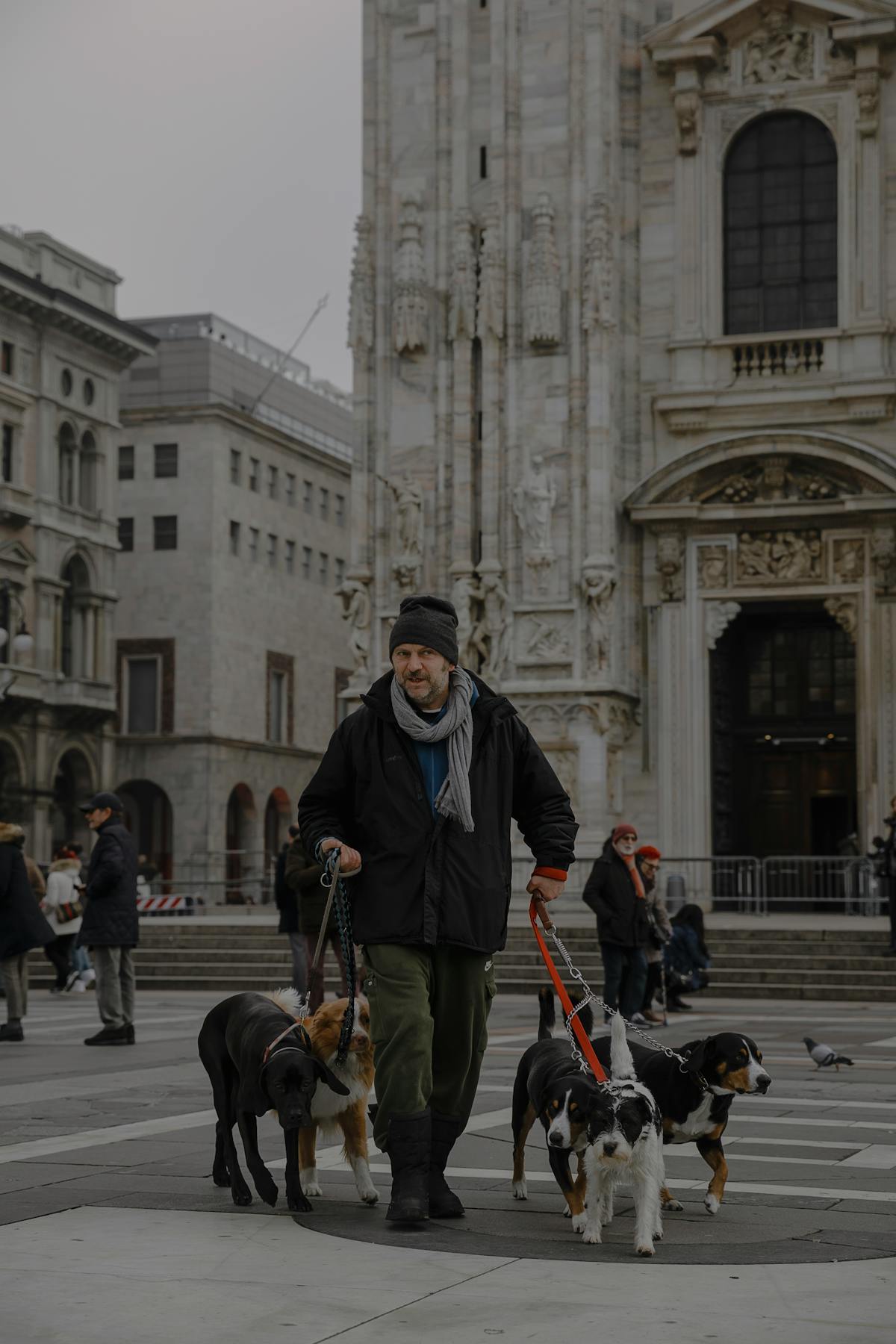 20,000+张最精彩的“Sosige Dog”图片 · 100%免费下载 · Pexels素材图片