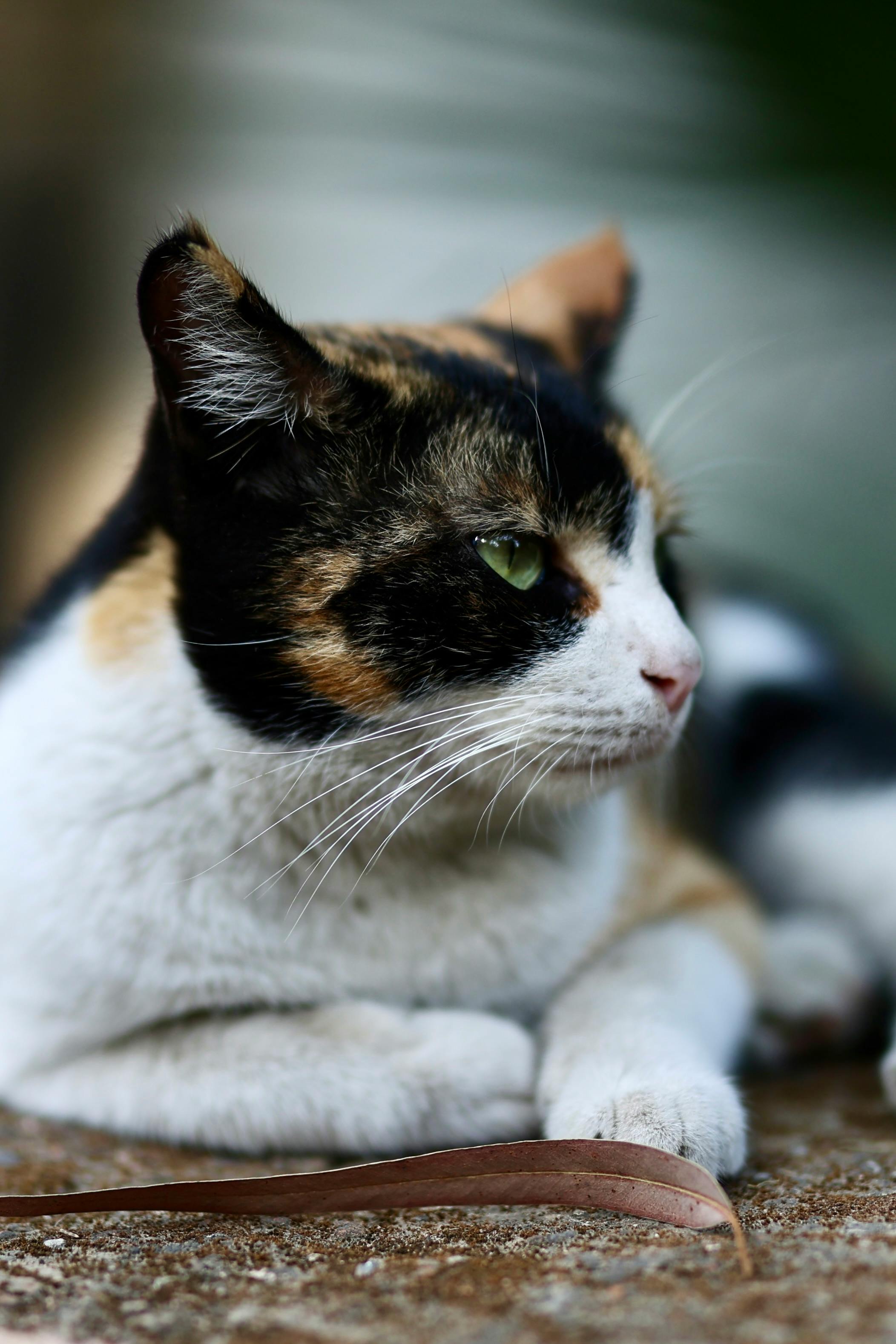 Portrait of Fluffy Cat · Free Stock Photo